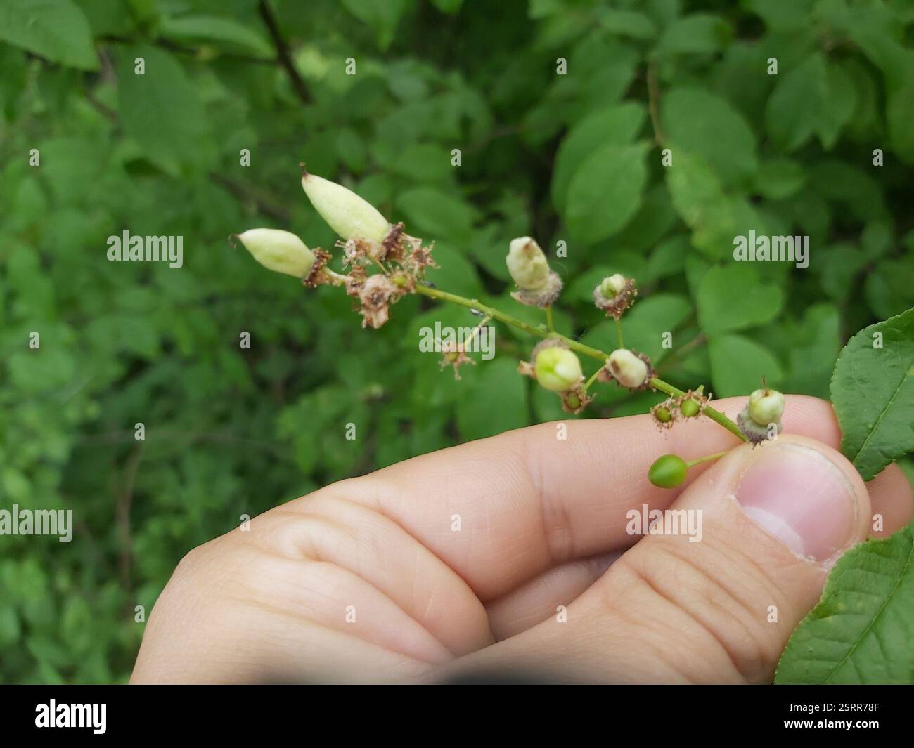 Bird-Cherry Pocket (Taphrina padi), Fungi, 72309 Tauragė, Lietuva Stock ...