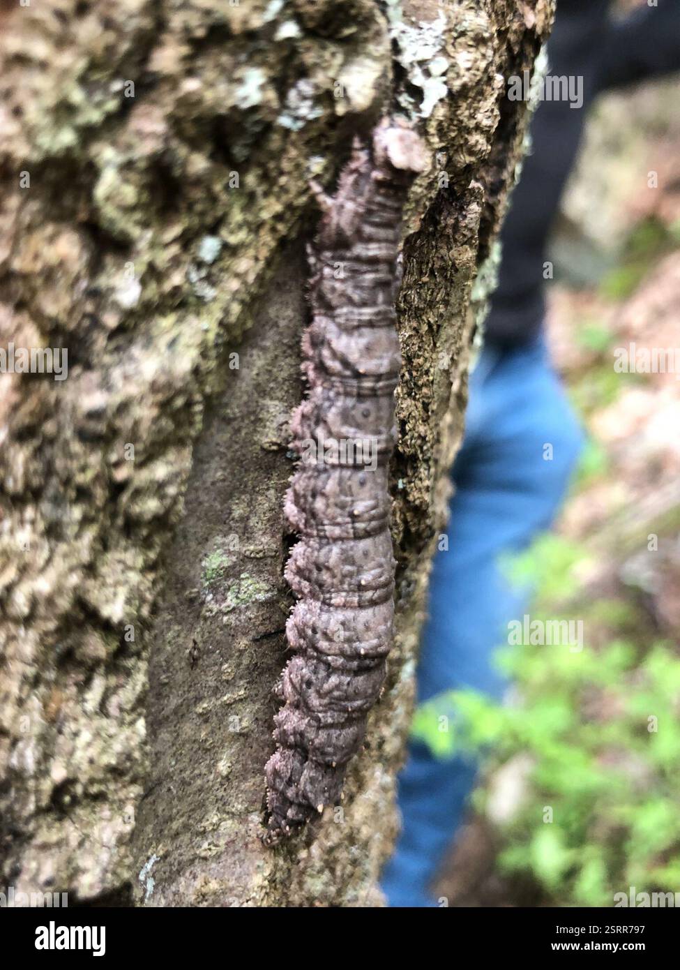 Ilia Underwing (Catocala ilia), Insecta, Spot Pond, Melrose, MA, US Stock Photo - Alamy