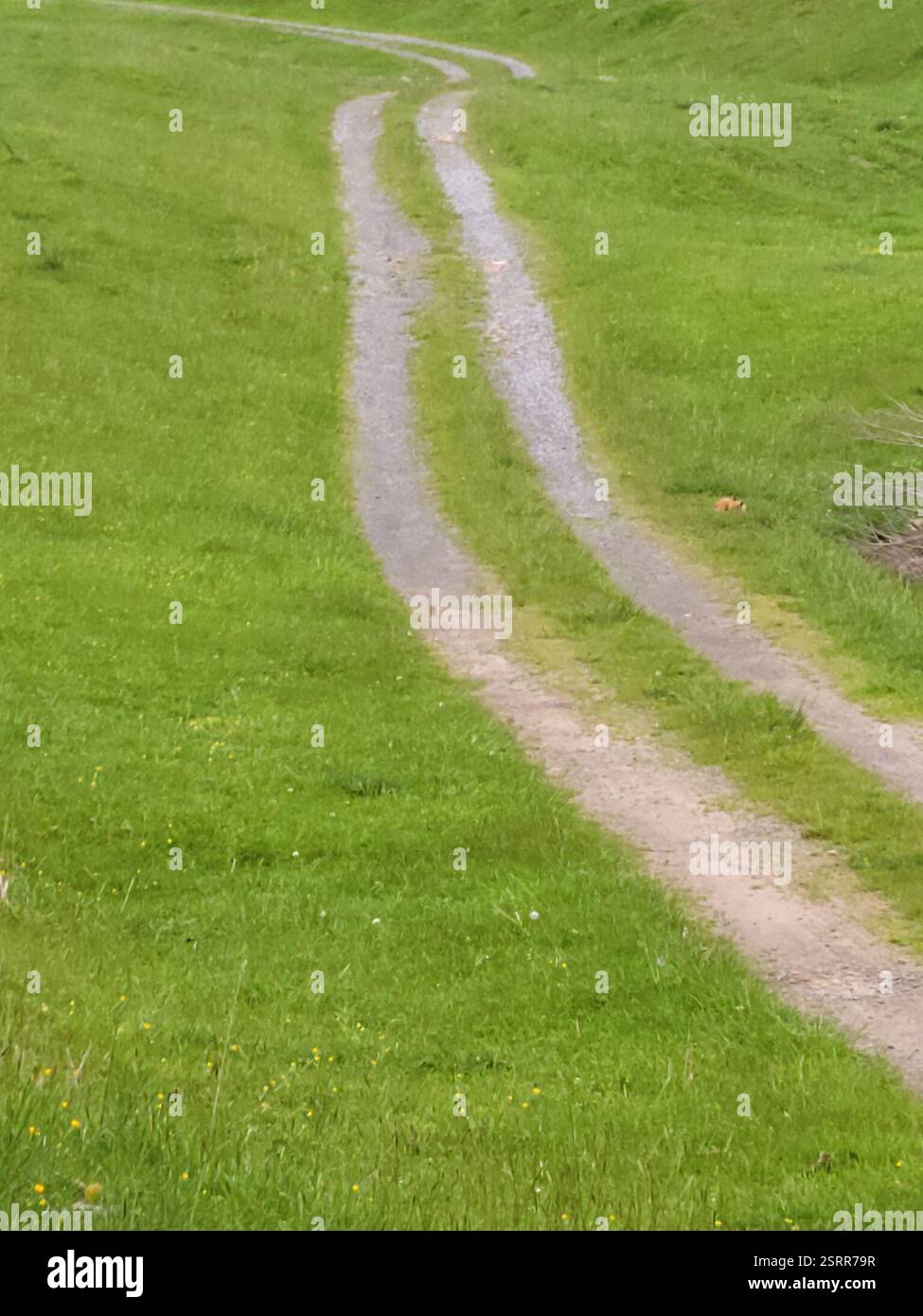 Red Fox (Vulpes vulpes), Mammalia, Blue Grass, VA 24413, USA, Three ...
