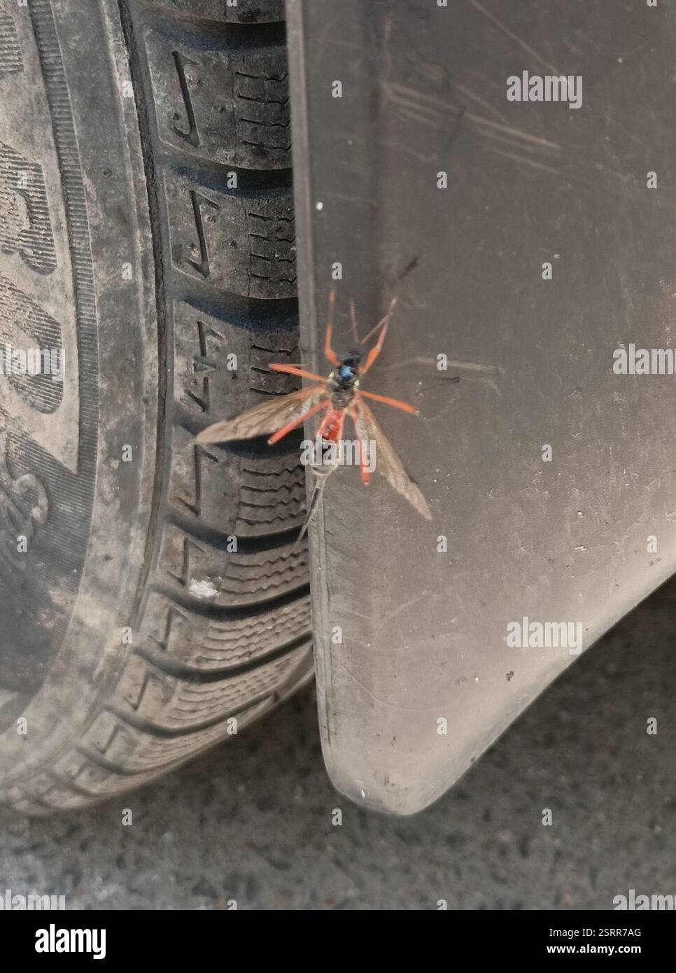 Giant Sabre Comb Horn Cranefly (Tanyptera atrata), Insecta, Historical ...