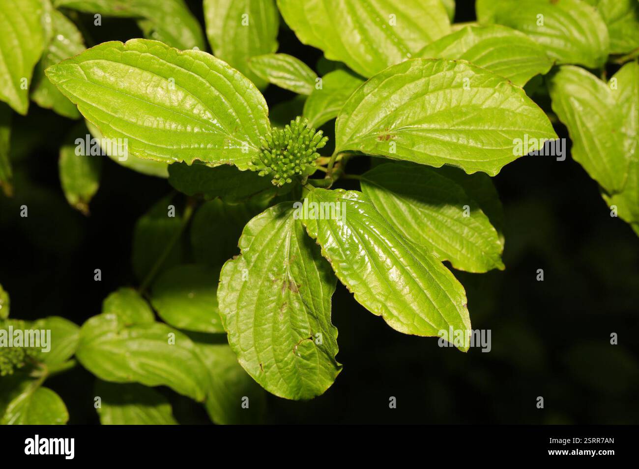 common dogwood (Cornus sanguinea), Plantae, Rimrose Valley Country Park ...