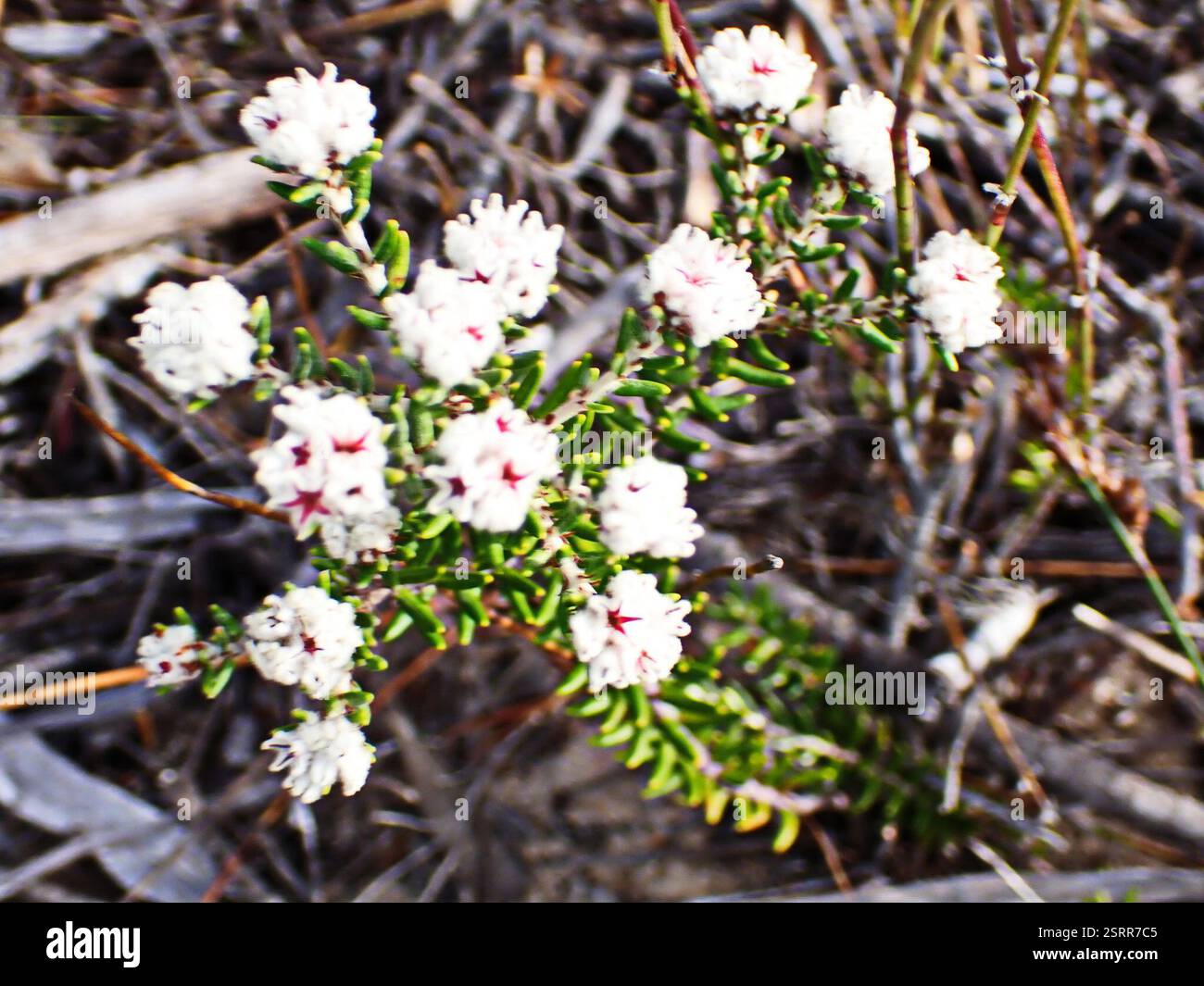Heath Hardleaf (Phylica ericoides), Plantae, Gourikwa, Southern Cape ...
