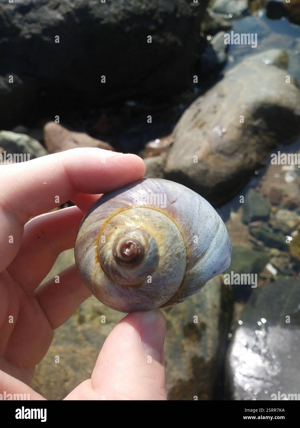 Northern Moonsnail (Euspira heros), Mollusca, Sandy Point, MA, USA ...
