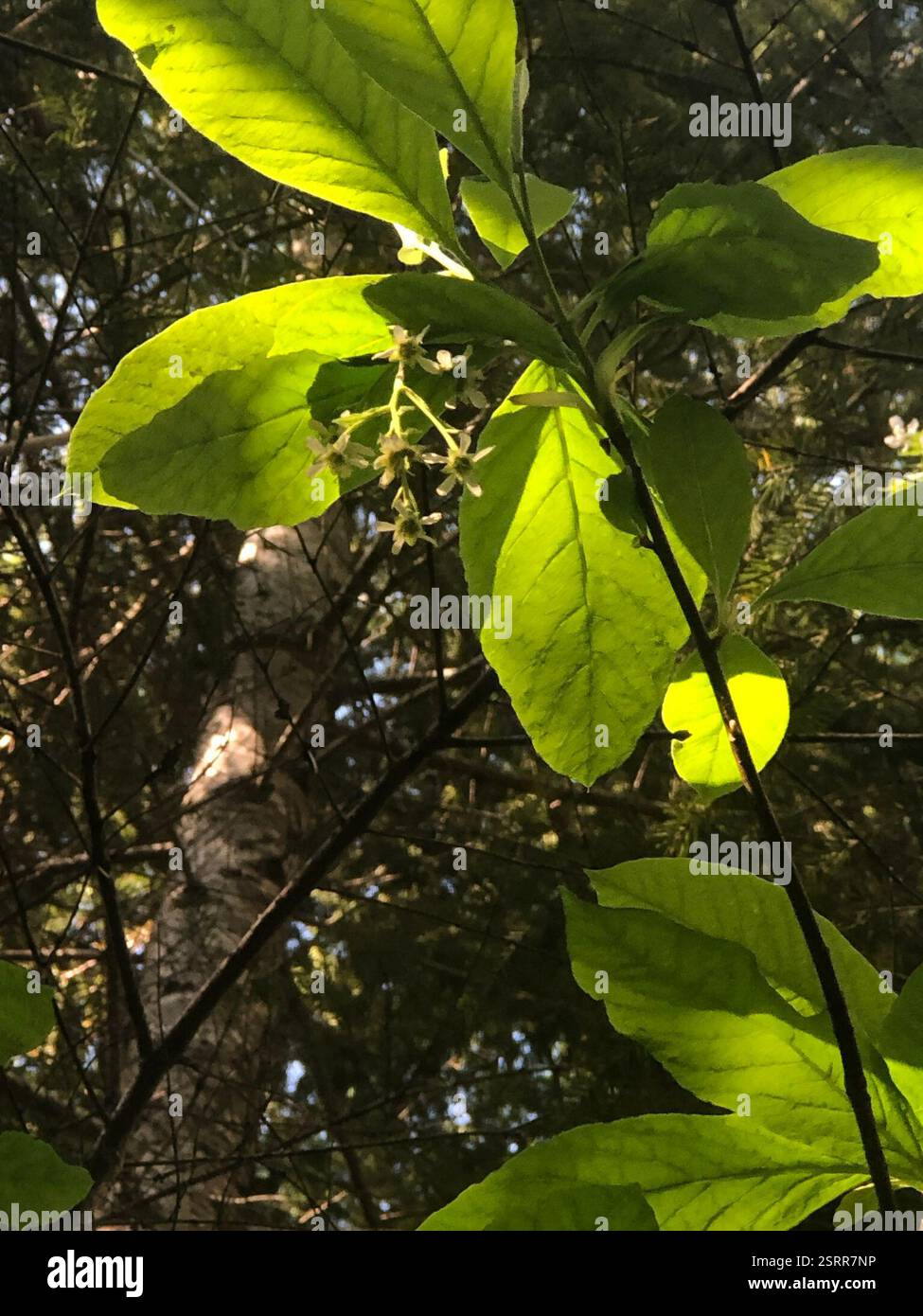 Osoberry (Oemleria cerasiformis), Plantae, Ivey Rd, Oyster Bay 12, BC ...