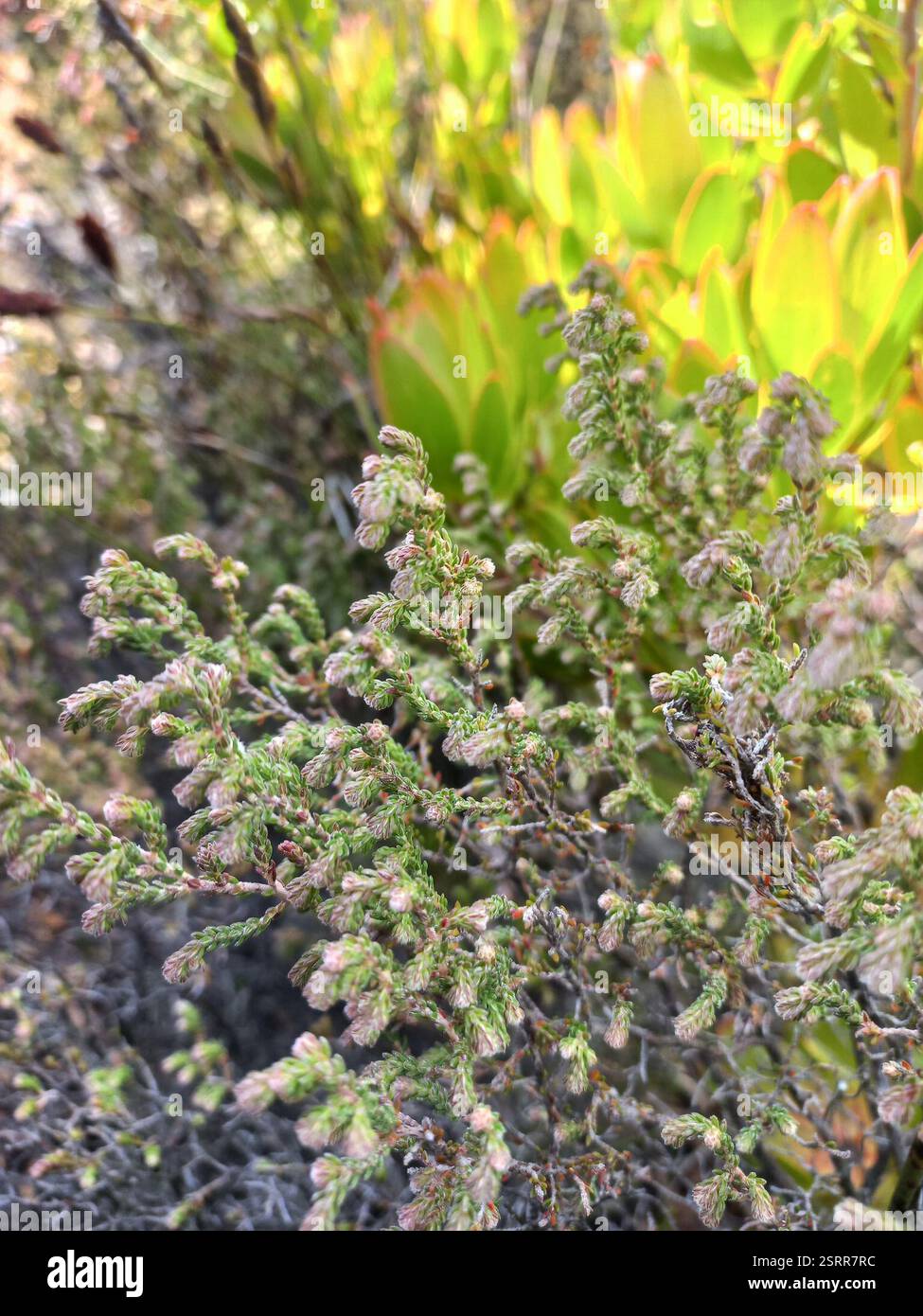 Heaths (Erica), Plantae, Helderberg Rural, Sir Lowry's Pass, 7135 ...