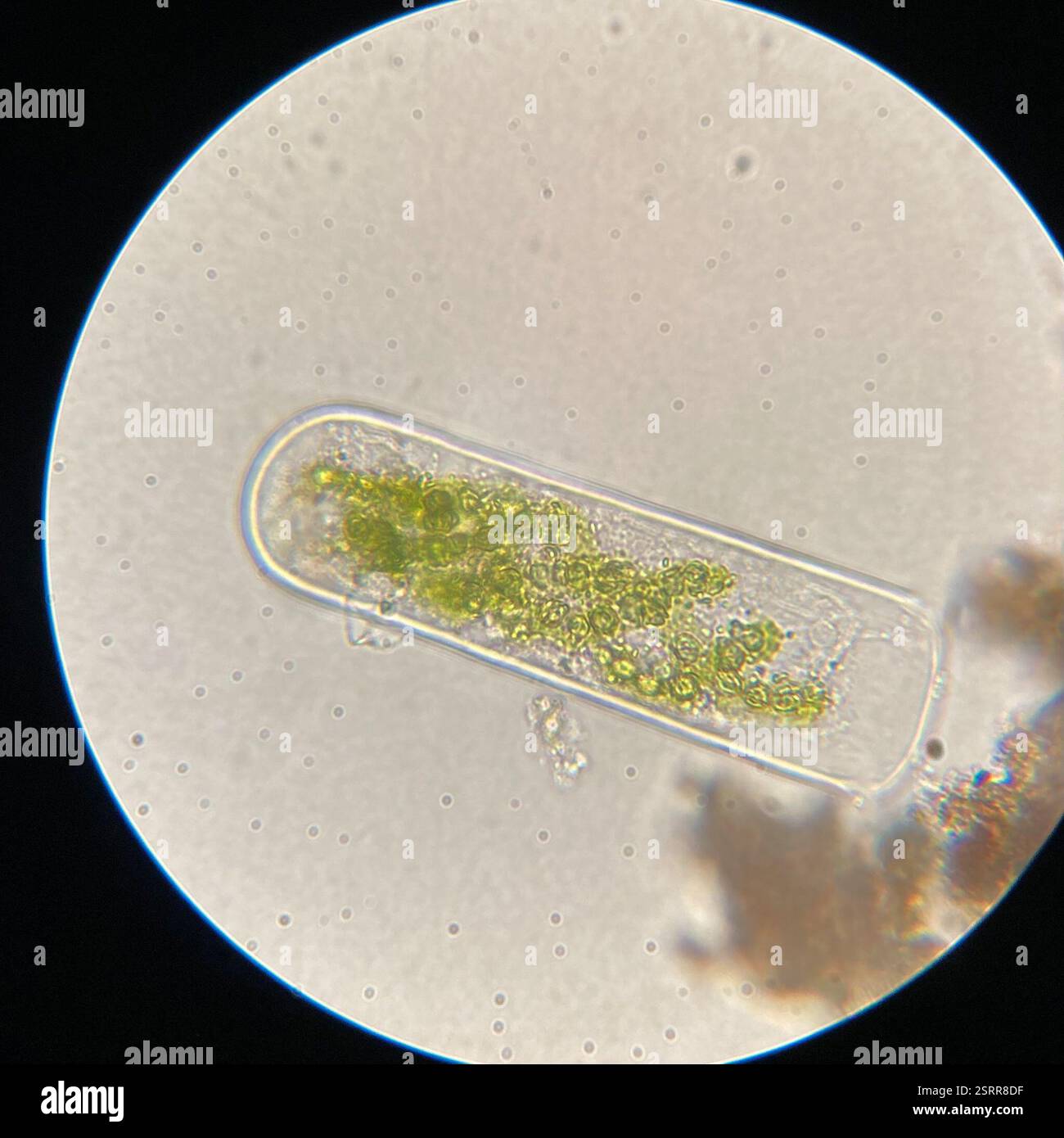 (Spirogyra), Plantae, Florida, US, canal sample of muck composed of mud ...