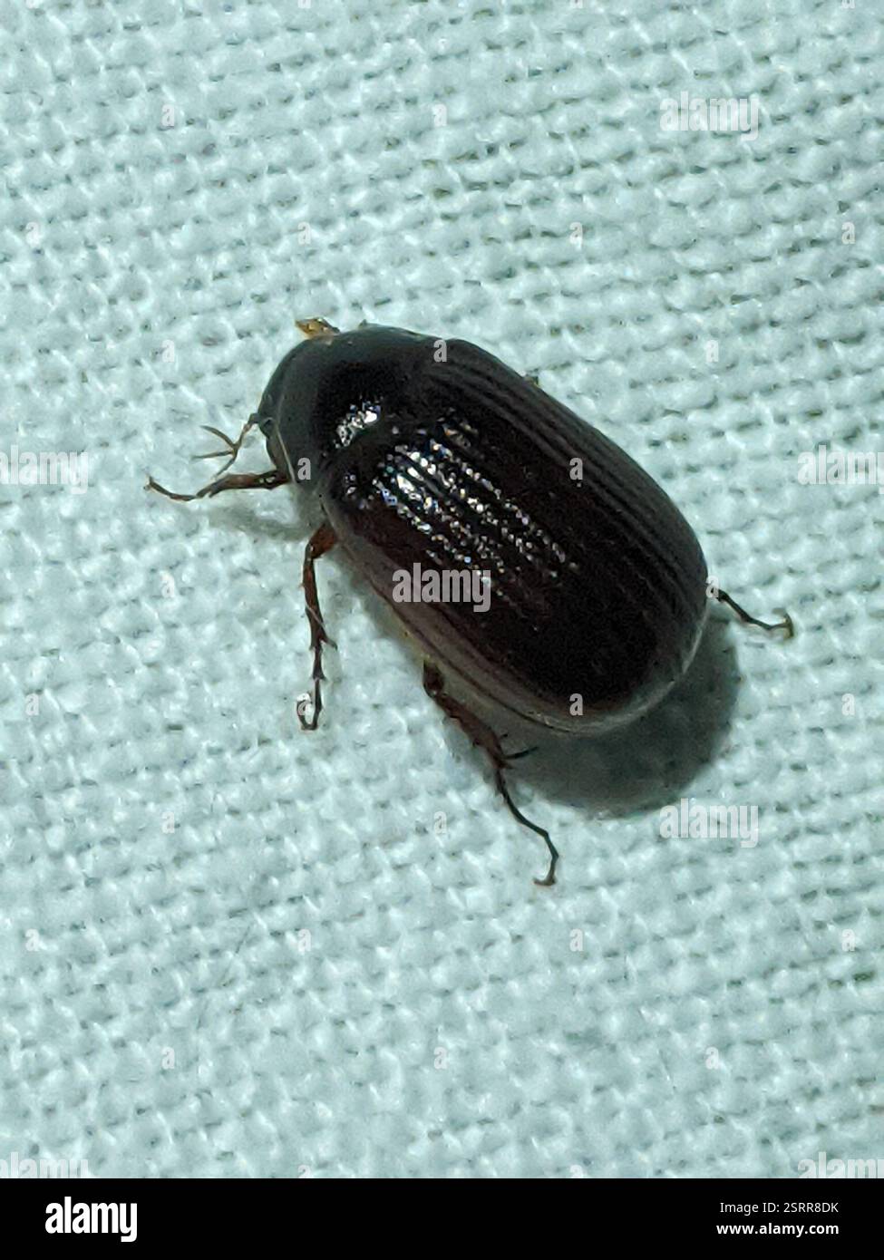 Scarabs (Scarabaeidae), Insecta, Chenango Forks, NY 13746, USA Stock ...