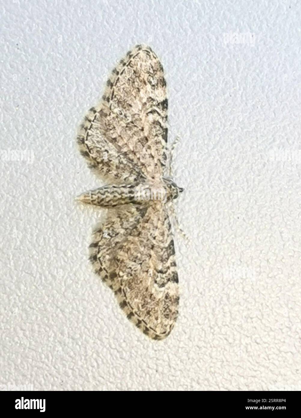 Common Pug (Eupithecia vulgata), Insecta, 31160 Urjala, Suomi Stock ...