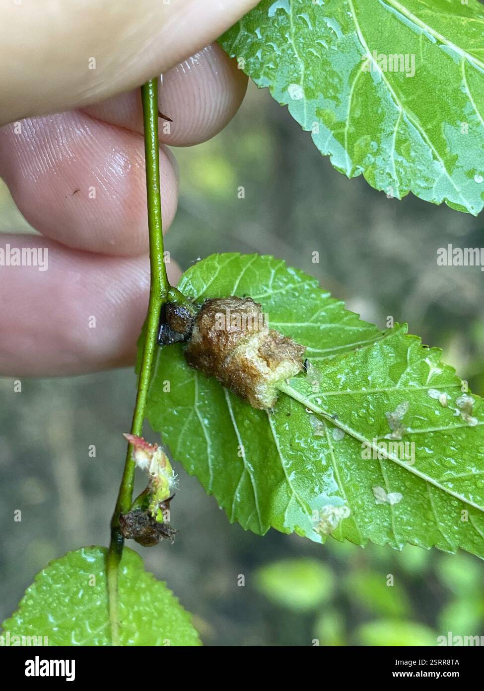 Gall Midges (Cecidomyiinae), Insecta, Pintail Ln, Natchez, MS, US, Gall ...