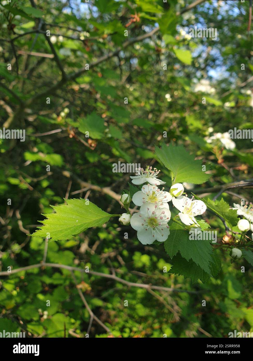 (Crataegus flabellata grayana), Plantae, Le Vieux-Longueuil, Longueuil ...