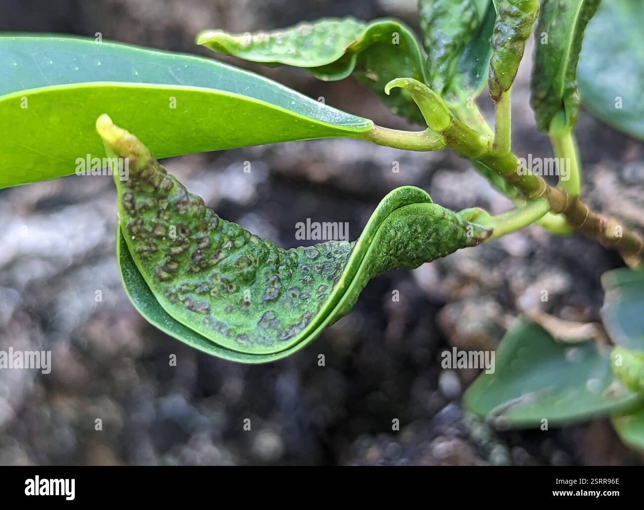 Tube-tailed Thrips (Phlaeothripidae), Insecta, Waterfront Arts District ...