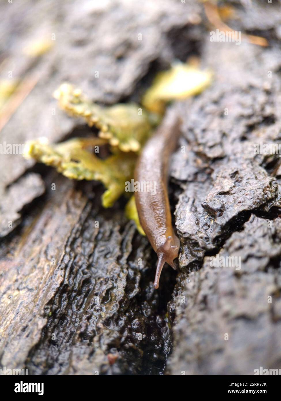 Arion Slugs (Arion), Mollusca, Parkside Dr at Algonquin Ave, Toronto ...