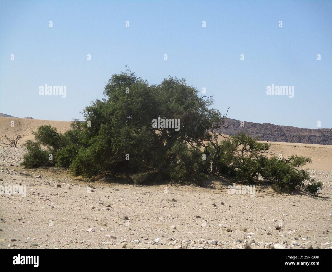 Angola Greenthorn (Balanites angolensis welwitschii), Plantae, Kunene ...
