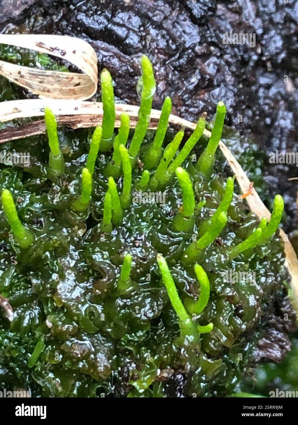 Pearson's phaeoceros (Paraphymatoceros pearsonii), Plantae, Boat Cove ...