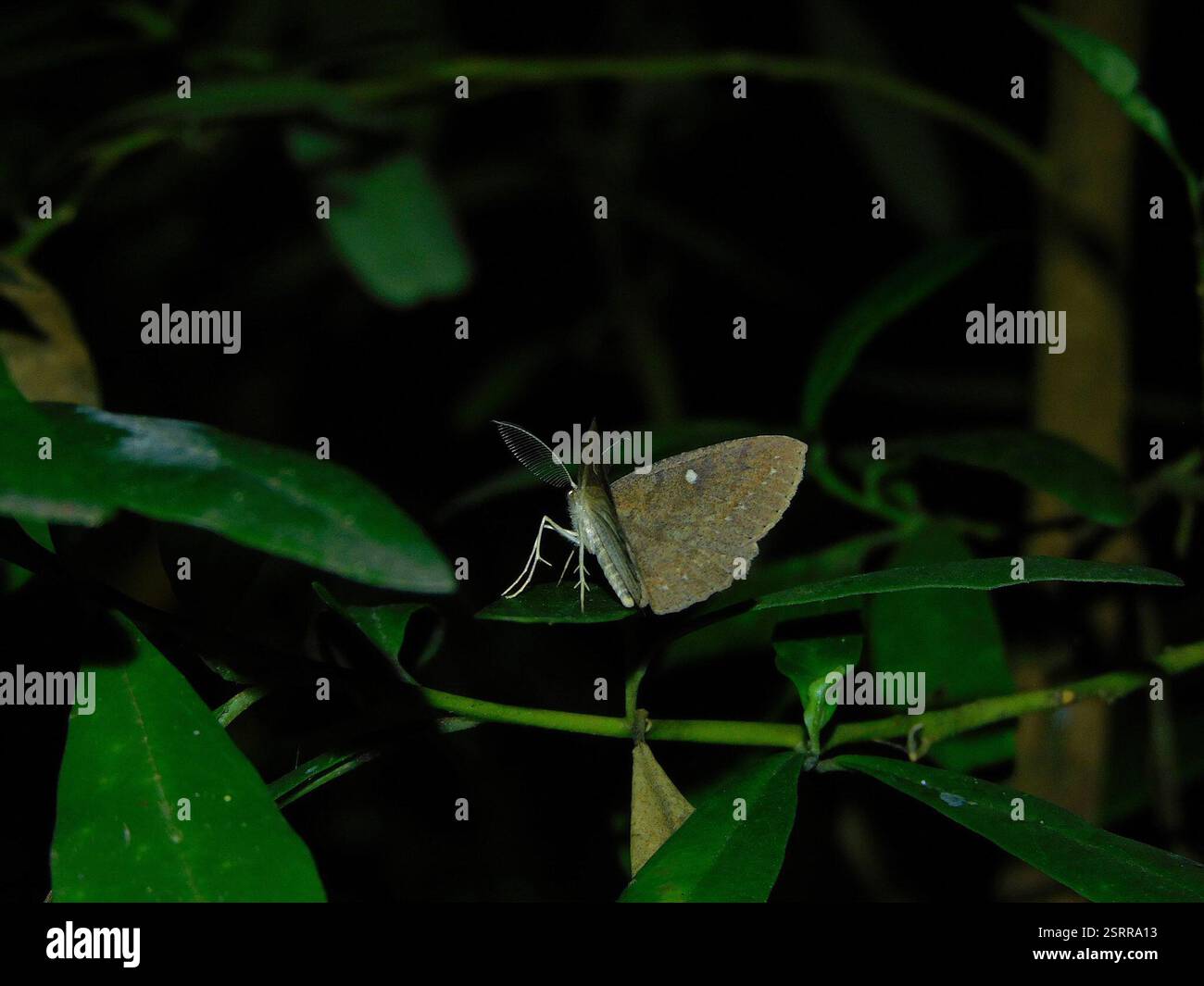 (Casbia), Insecta, Truganini Track, Taroona TAS 7053, Australia Stock ...