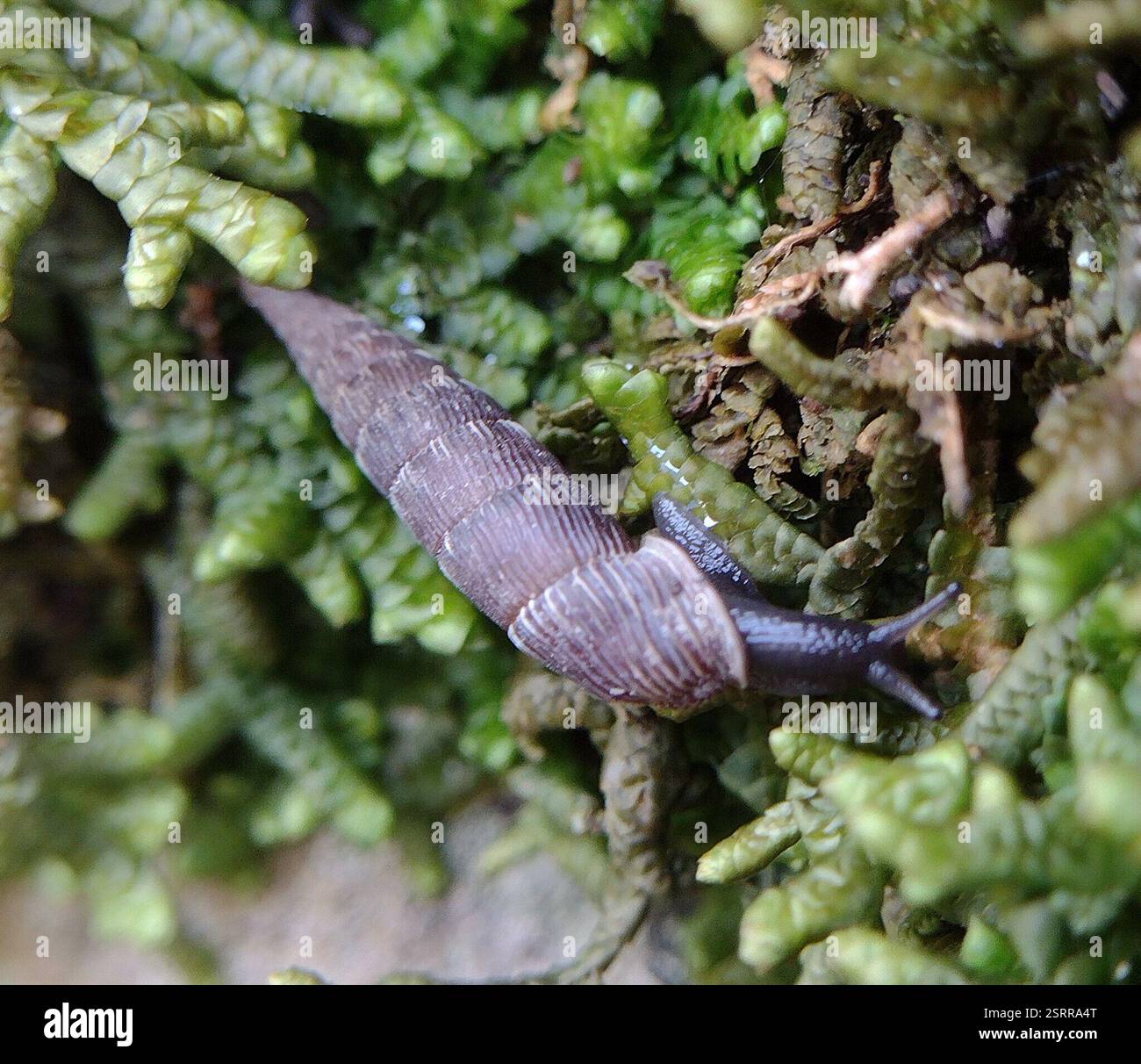 Door snails (Clausiliidae), Mollusca, Powiat zawierciański, Polska Stock Photo - Alamy