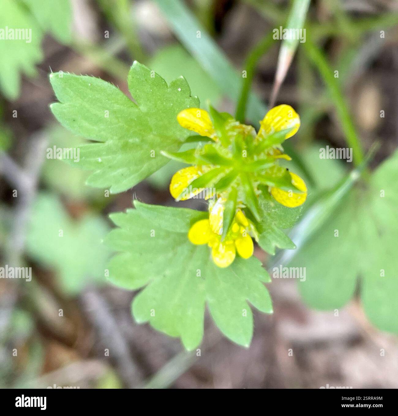 Rough-fruited buttercup (Ranunculus muricatus), Plantae, South Marina ...