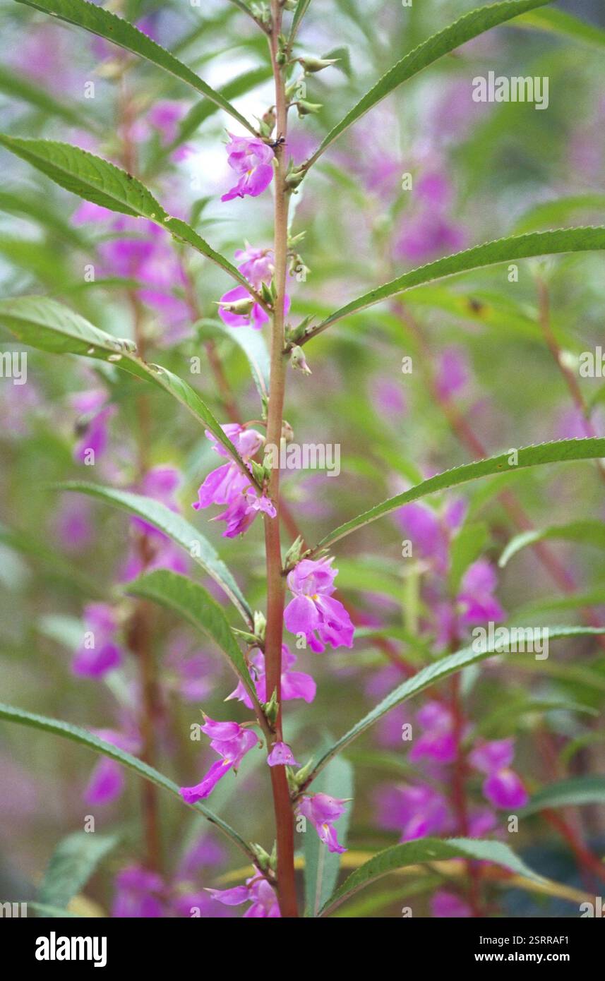 Flower wild, impatiens sp rosy balsam, Western Ghat, Maharashtra, India ...
