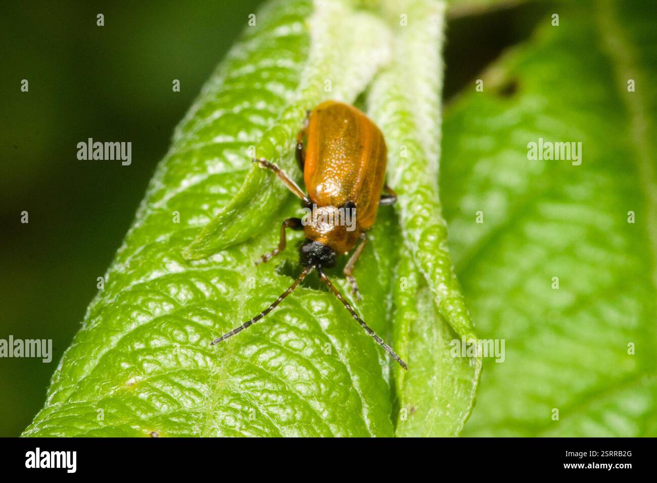 Willow Leaf Beetle (Lochmaea capreae), Insecta, Bludenz, Vorarlberg, Austria, Sitting on Salix ...