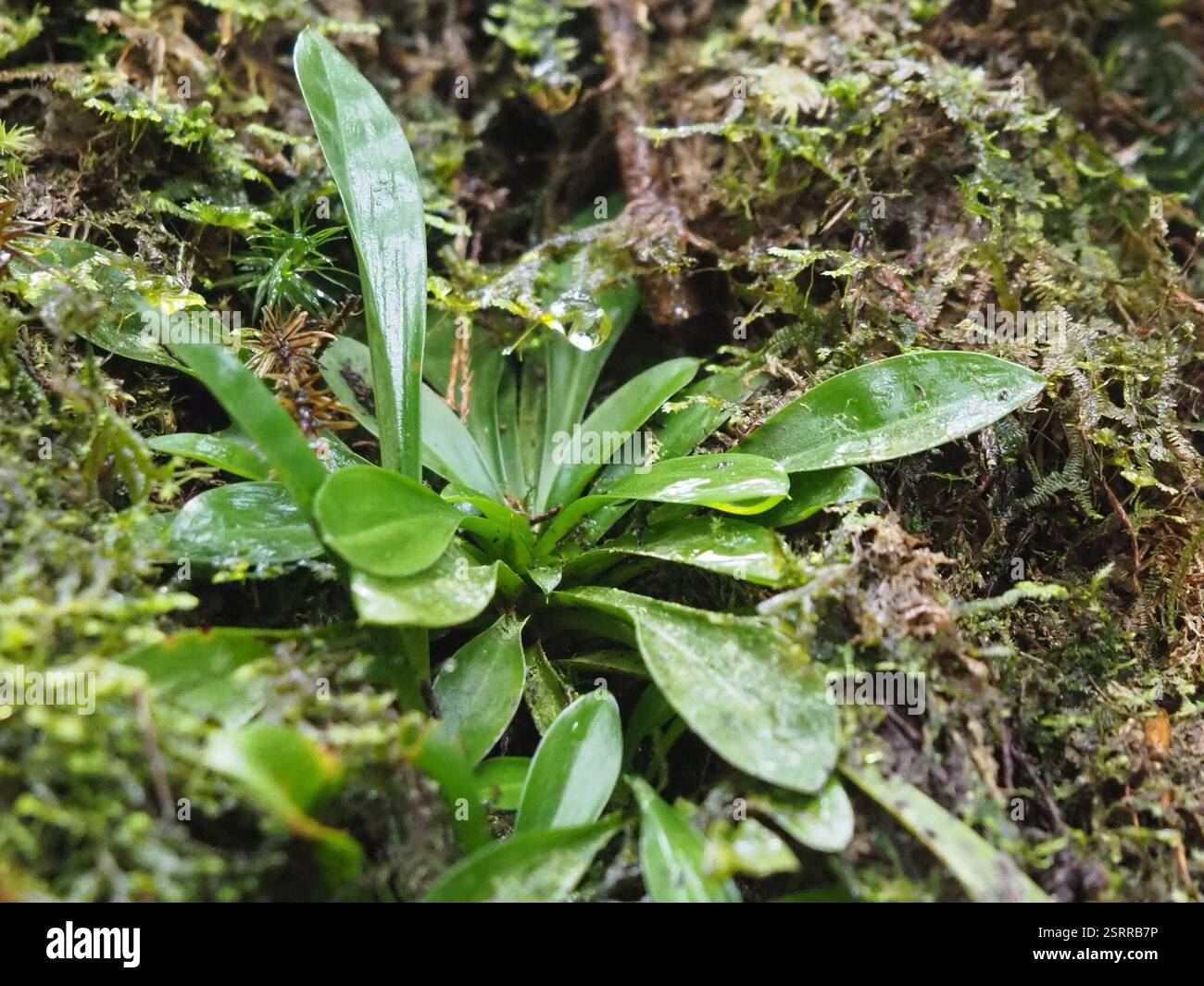(Heloniopsis umbellata), Plantae, 台灣新北市 Stock Photo - Alamy