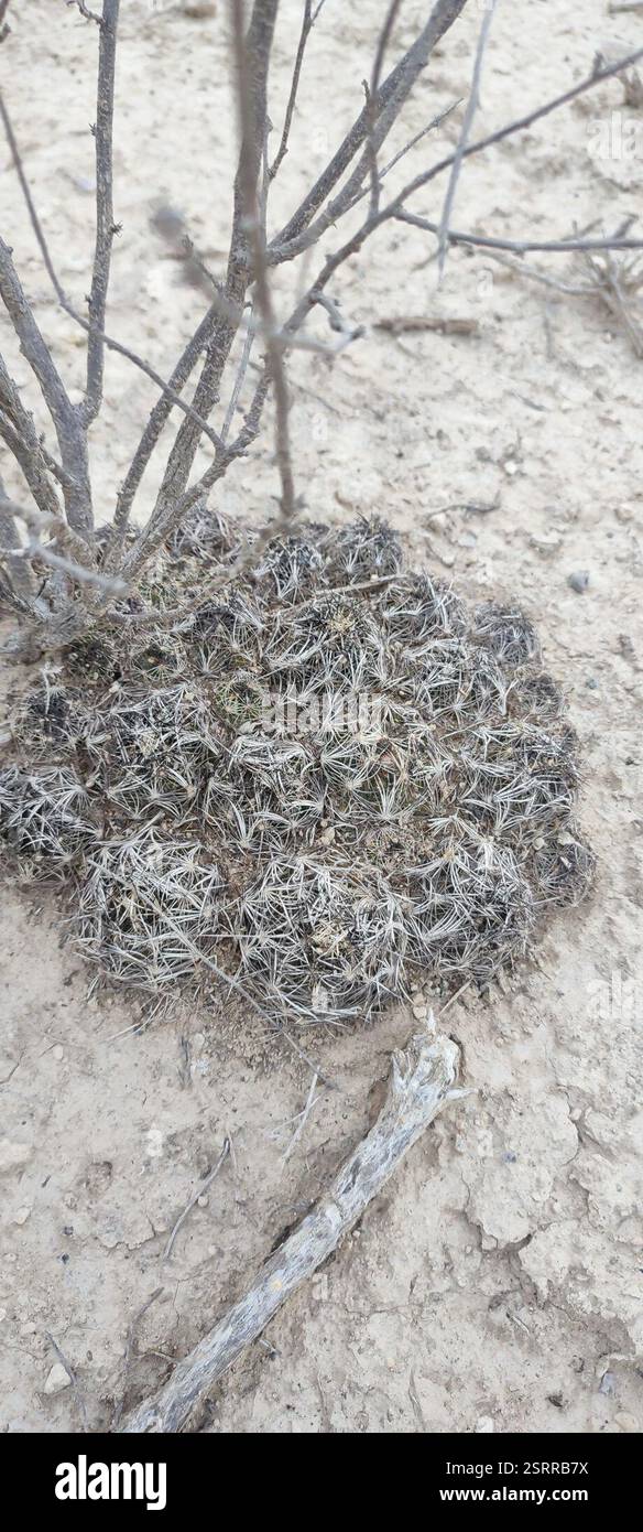 Coryphantha neglecta hi-res stock photography and images - Alamy