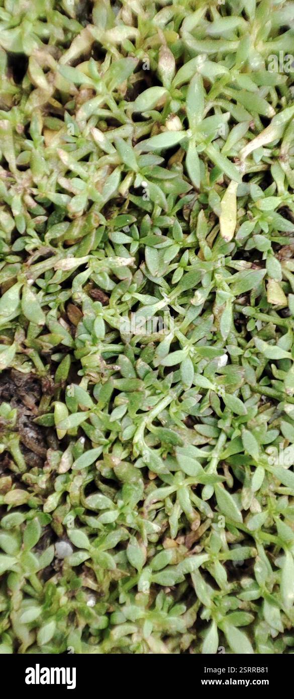 Creeping Dentella (Dentella repens), Plantae, British Indian Ocean ...