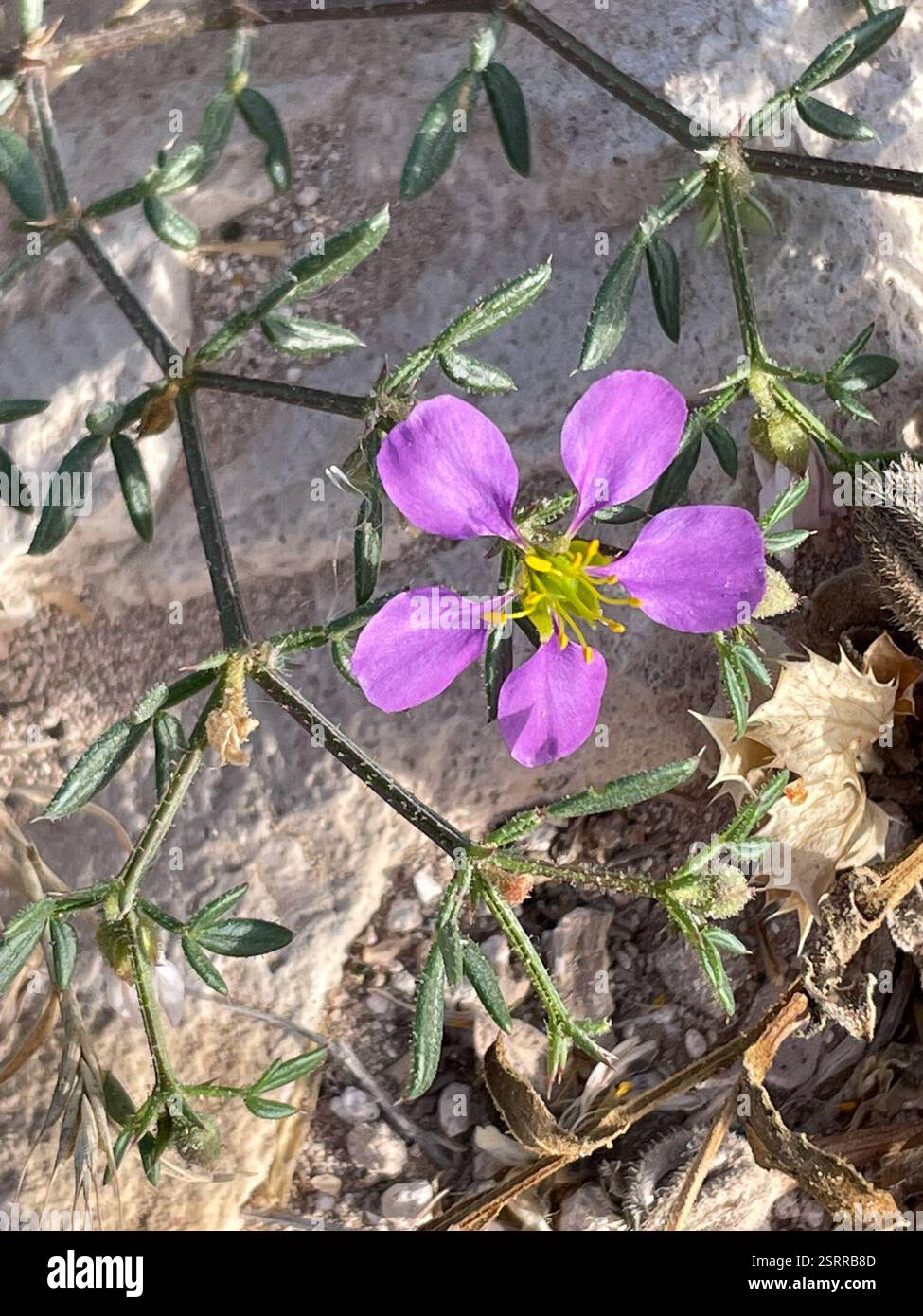 Virgin's Mantle (Fagonia cretica), Plantae, Route Cotiere de Safi ...