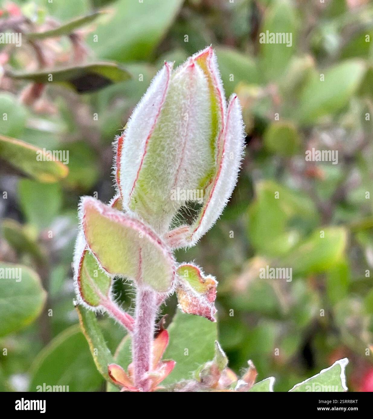 bearberries and manzanitas (Arctostaphylos), Plantae, Parker Flats Rd ...