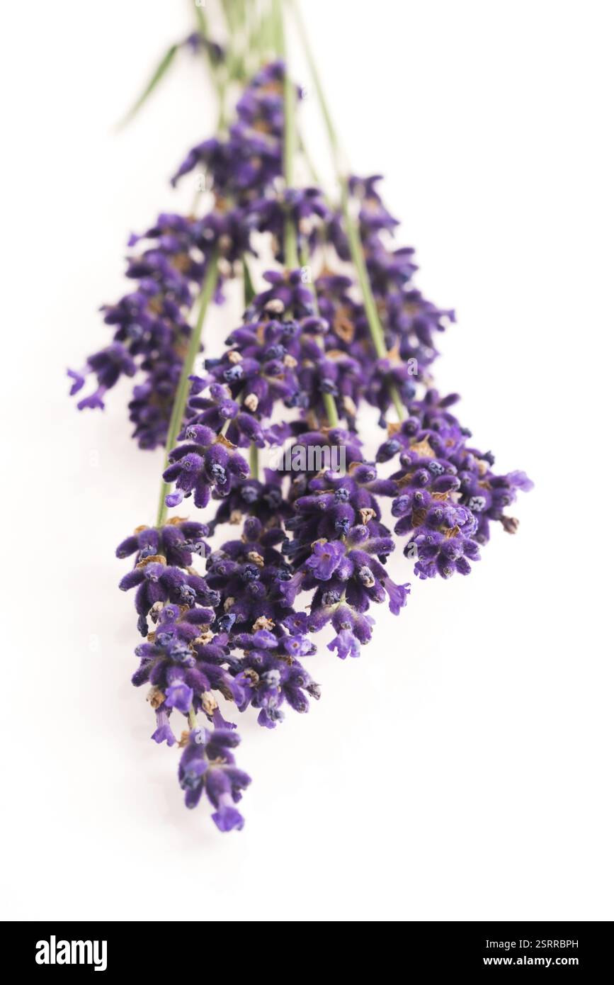 English lavender lavandula angustifolia flowering Cut Out Stock Images ...