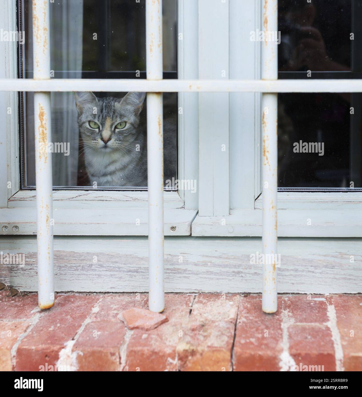 Cat in the window Stock Photo - Alamy