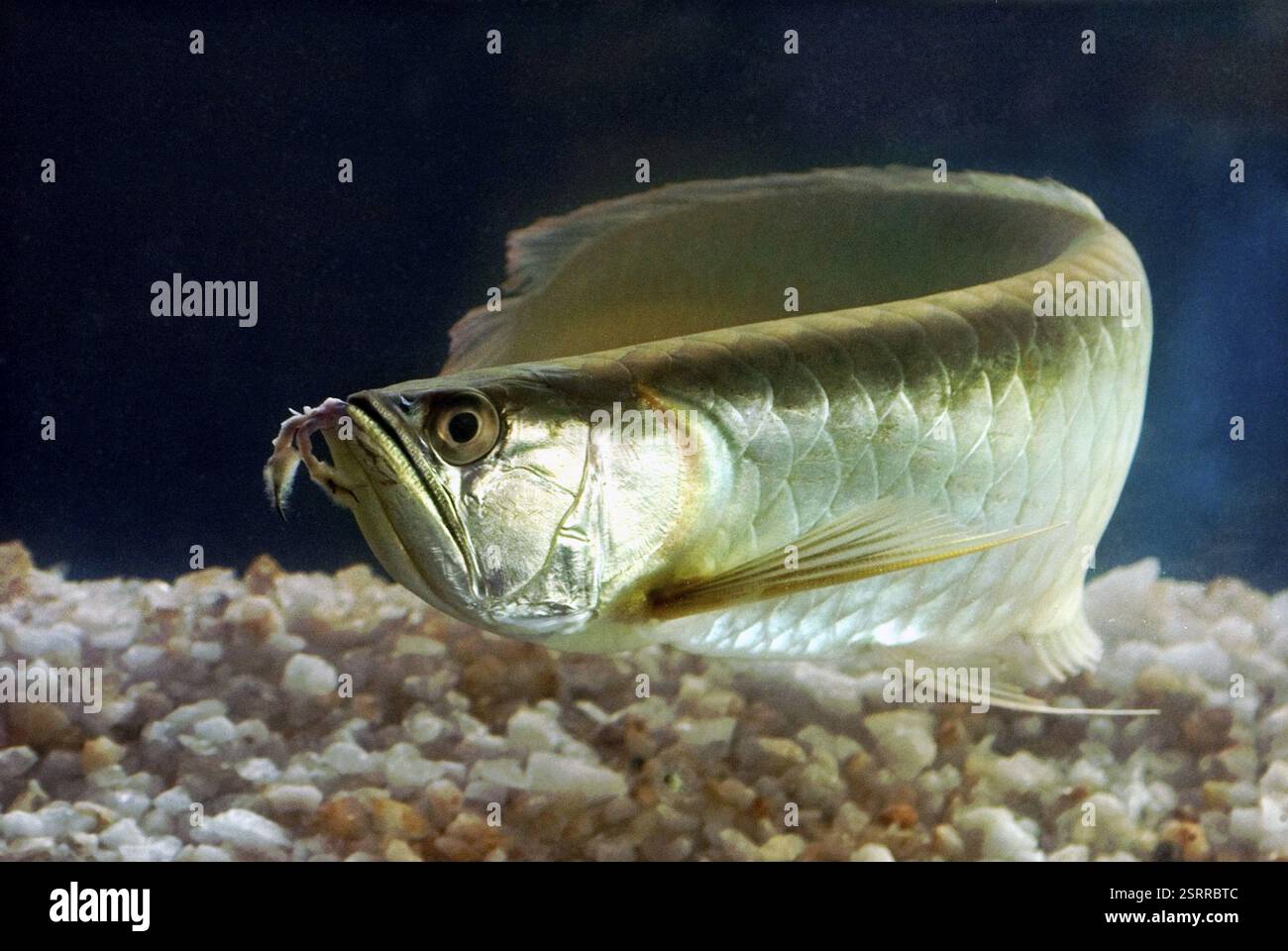 Aquarium fish Arowana Trivandrum Kerala India Asia Stock Photo - Alamy
