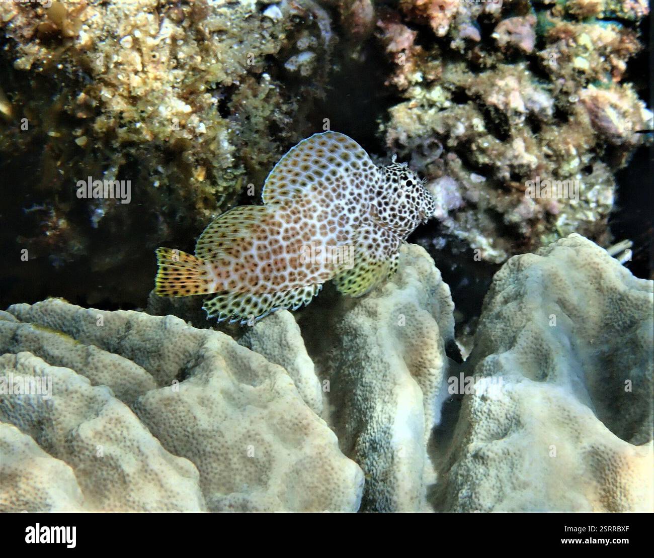 Leopard Blenny (Exallias brevis), Actinopterygii, Lighthouse Reef ...
