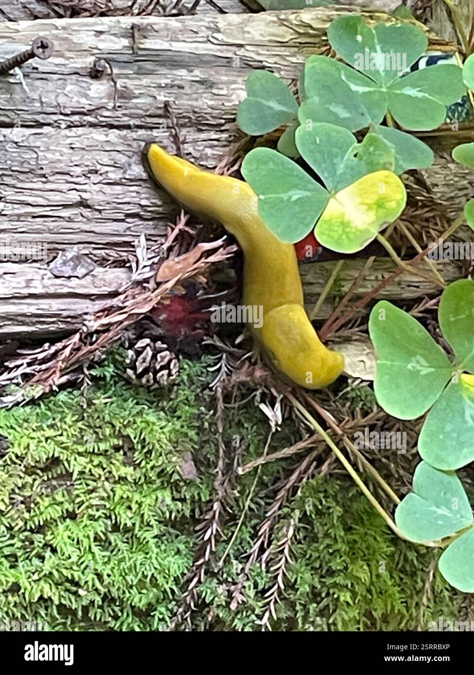Slender Banana Slug (Ariolimax dolichophallus), Mollusca, Byrne ...
