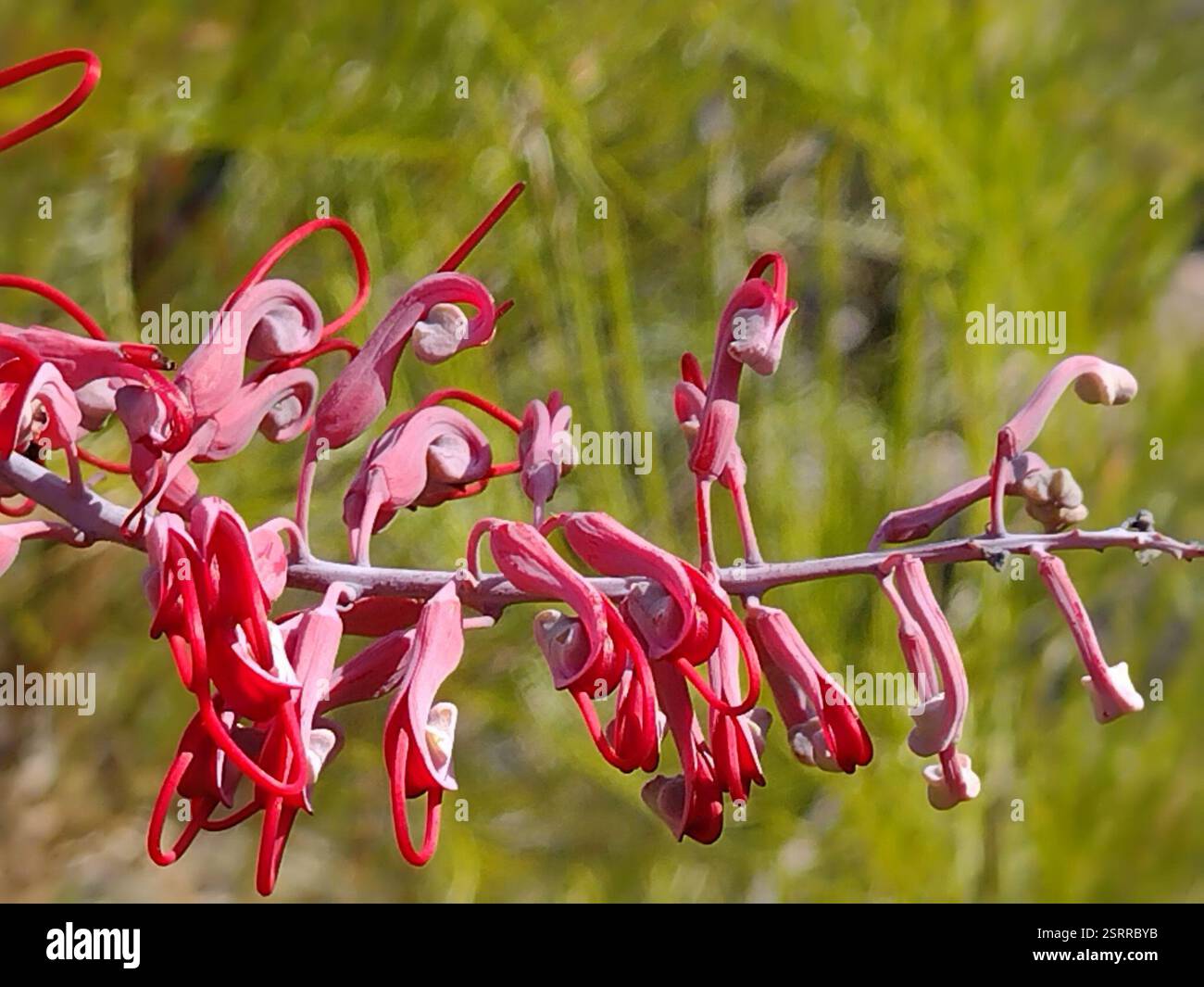 dryander's grevillea (Grevillea dryandri), Plantae, Kakadu NT 0822 ...