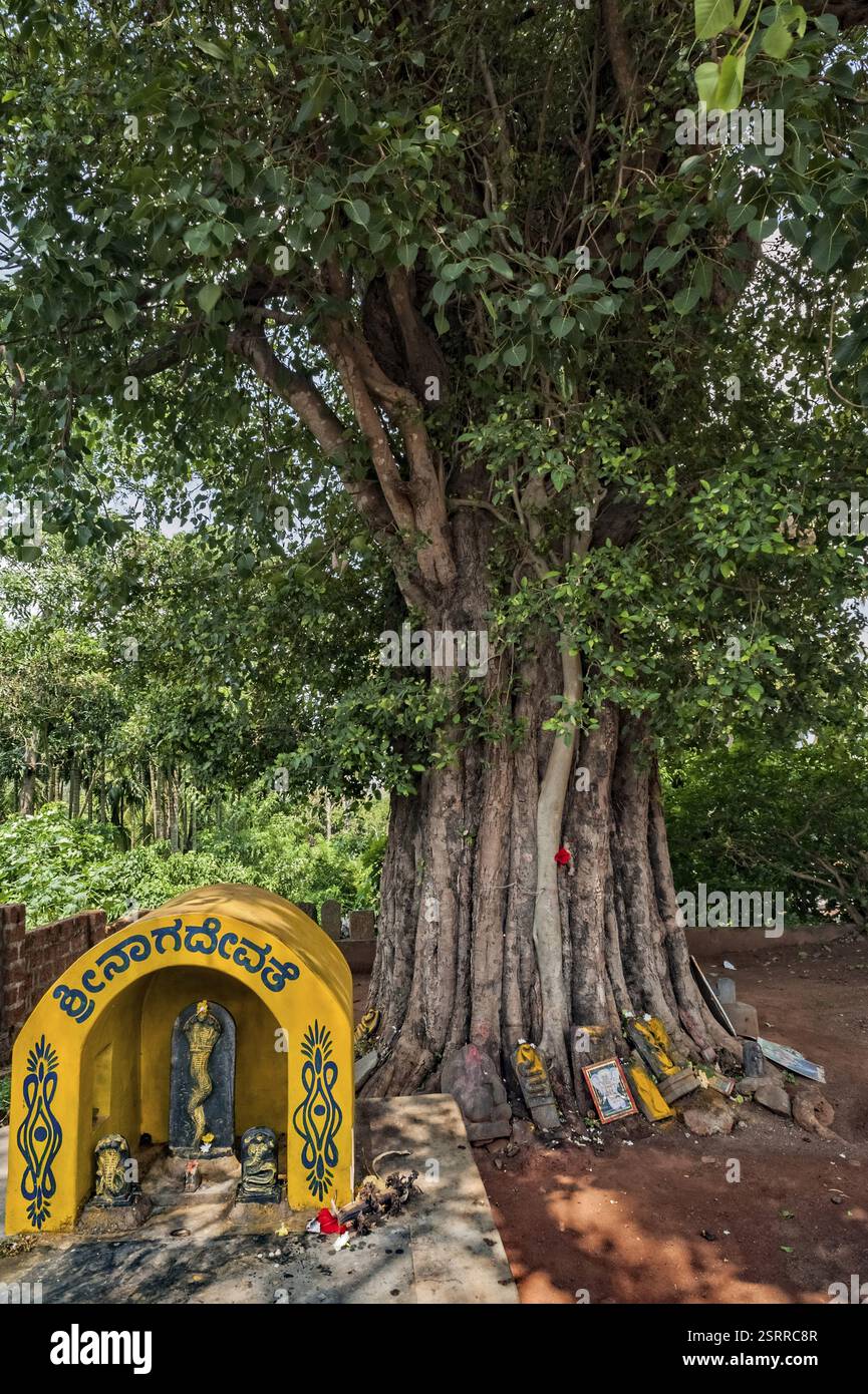 Village deity, banavasi, sirsi, uttara kannada, karnataka, india, asia ...