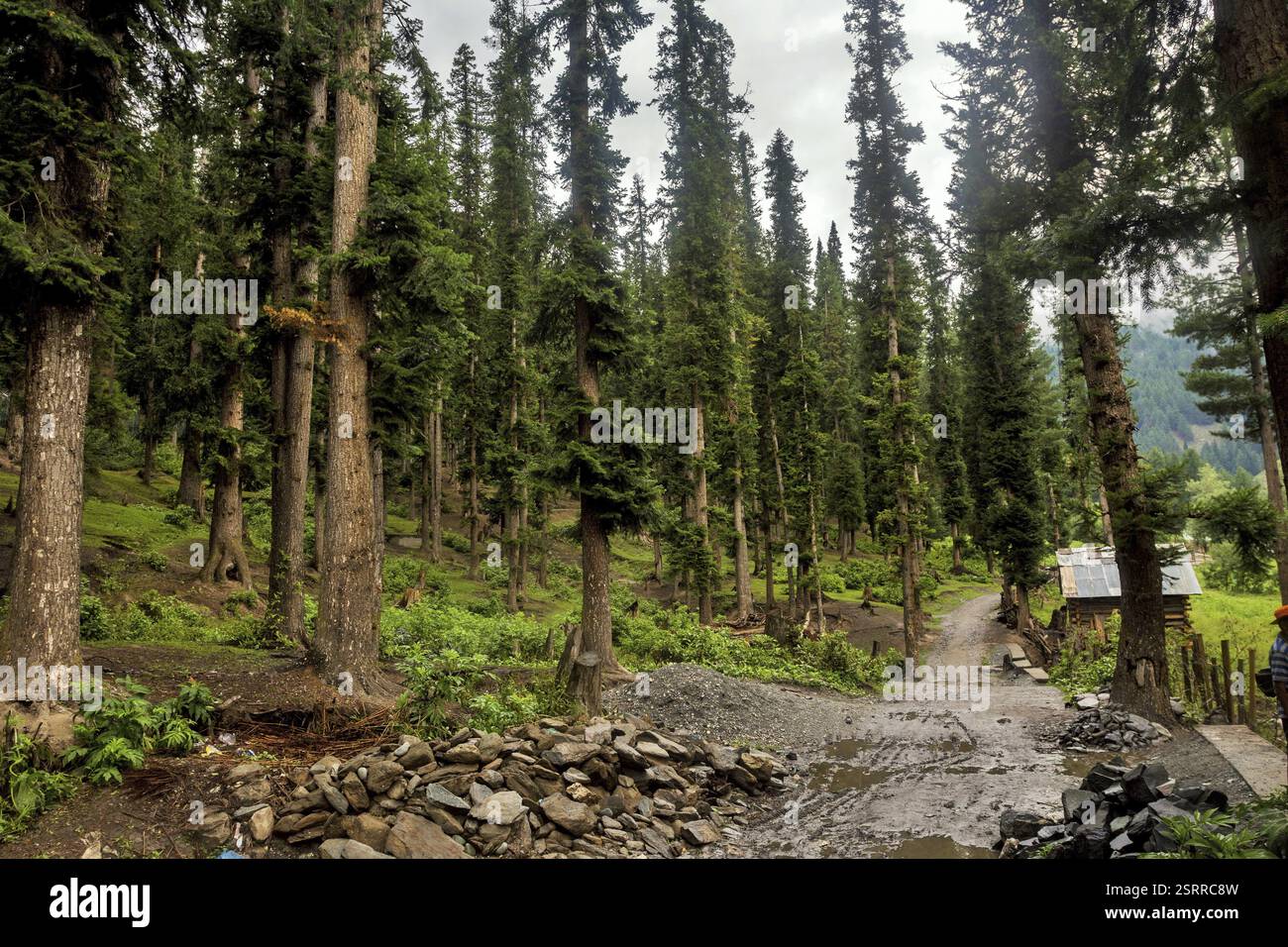Path through pine trees, Chorwan village, Kashmir, India, Asia Stock ...