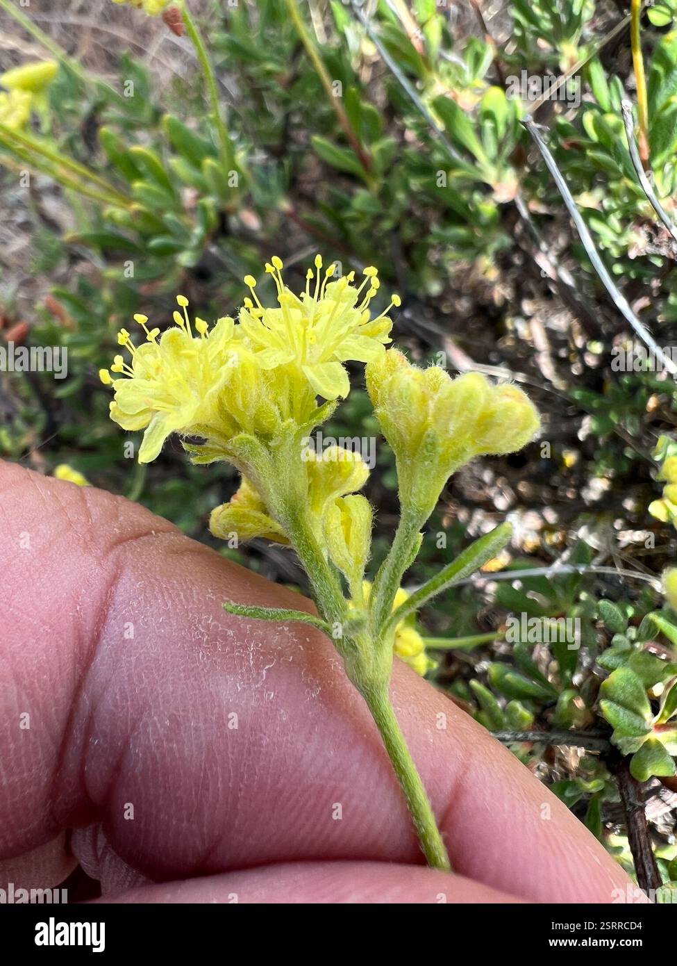 rock buckwheat (Eriogonum sphaerocephalum), Plantae, South Richland ...