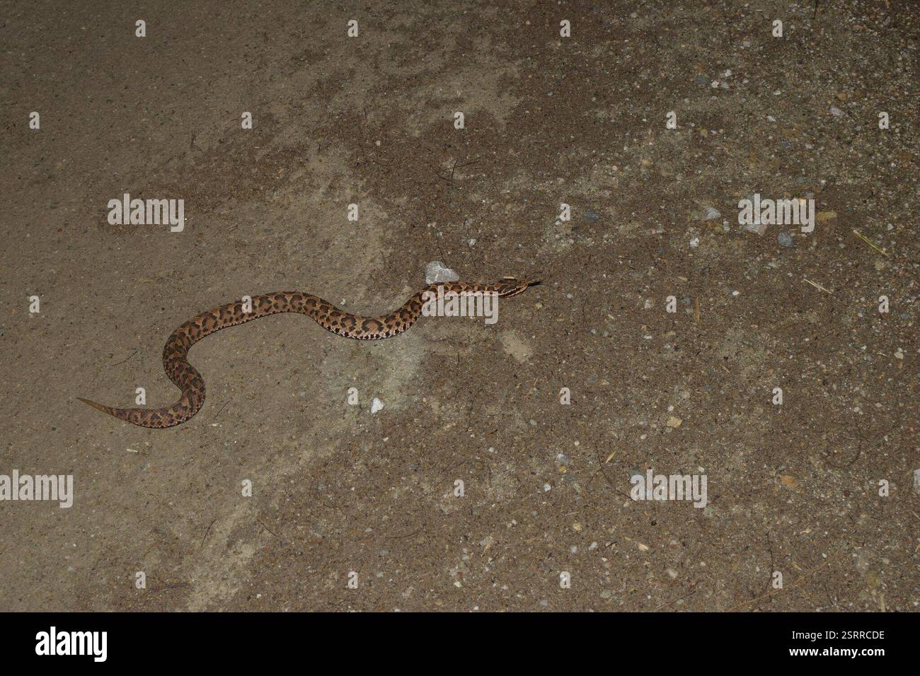 Short-tailed Mamushi (Gloydius brevicauda), Reptilia, 中国江西省上饶市婺源县 Stock ...