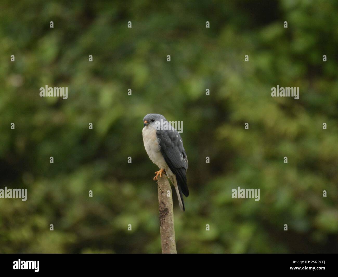 Chinese Sparrowhawk (Tachyspiza soloensis), Aves, Shangrao, CN-JX, CN ...