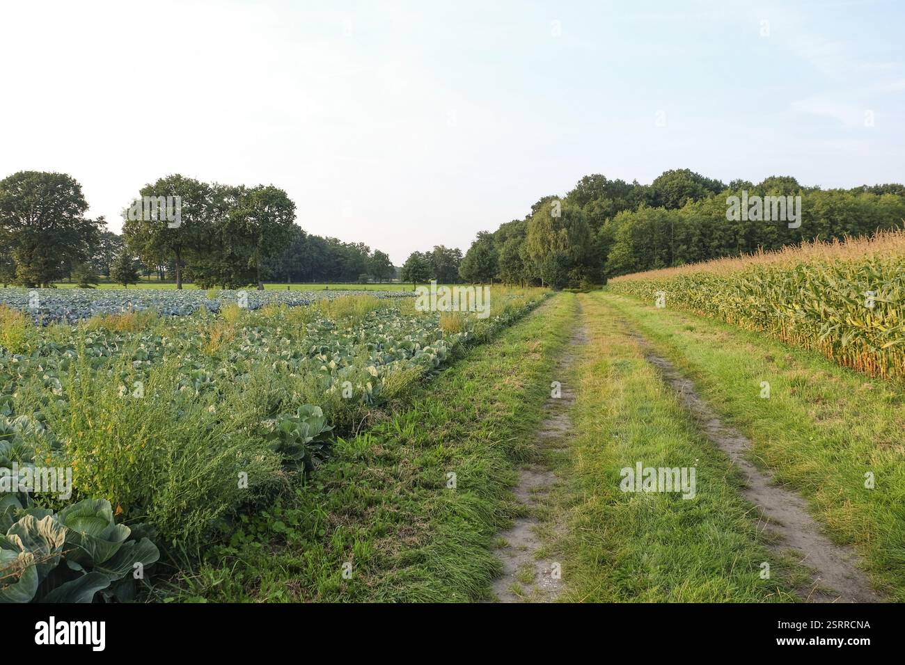 A country lane leads through agricultural fields, lined with plants and ...