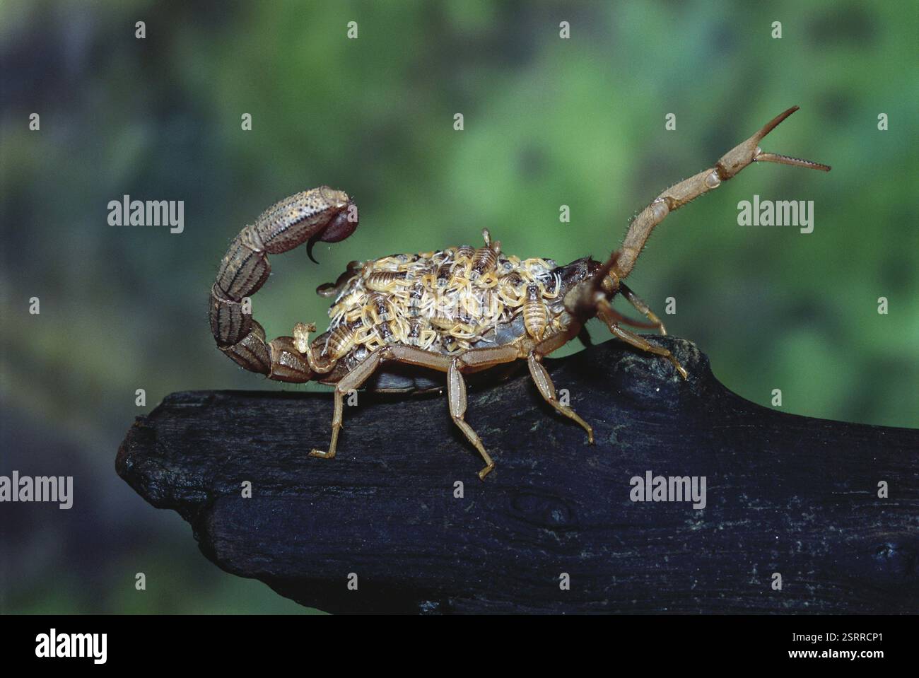 Reptiles, Scorpion mother & babies Stock Photo - Alamy