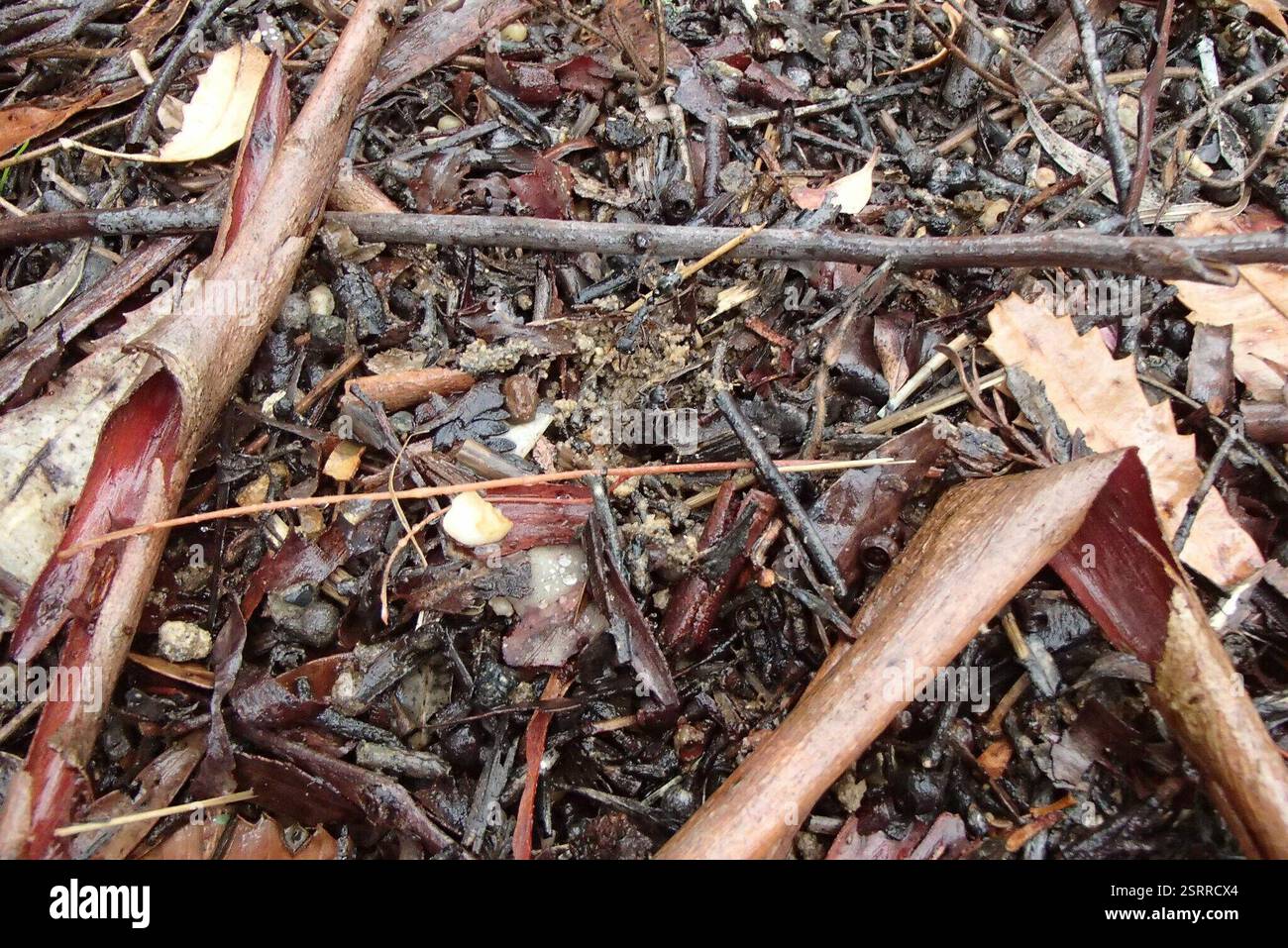 Inch Ant (Myrmecia pyriformis), Insecta, 62 Railway Parade, Wentworth ...