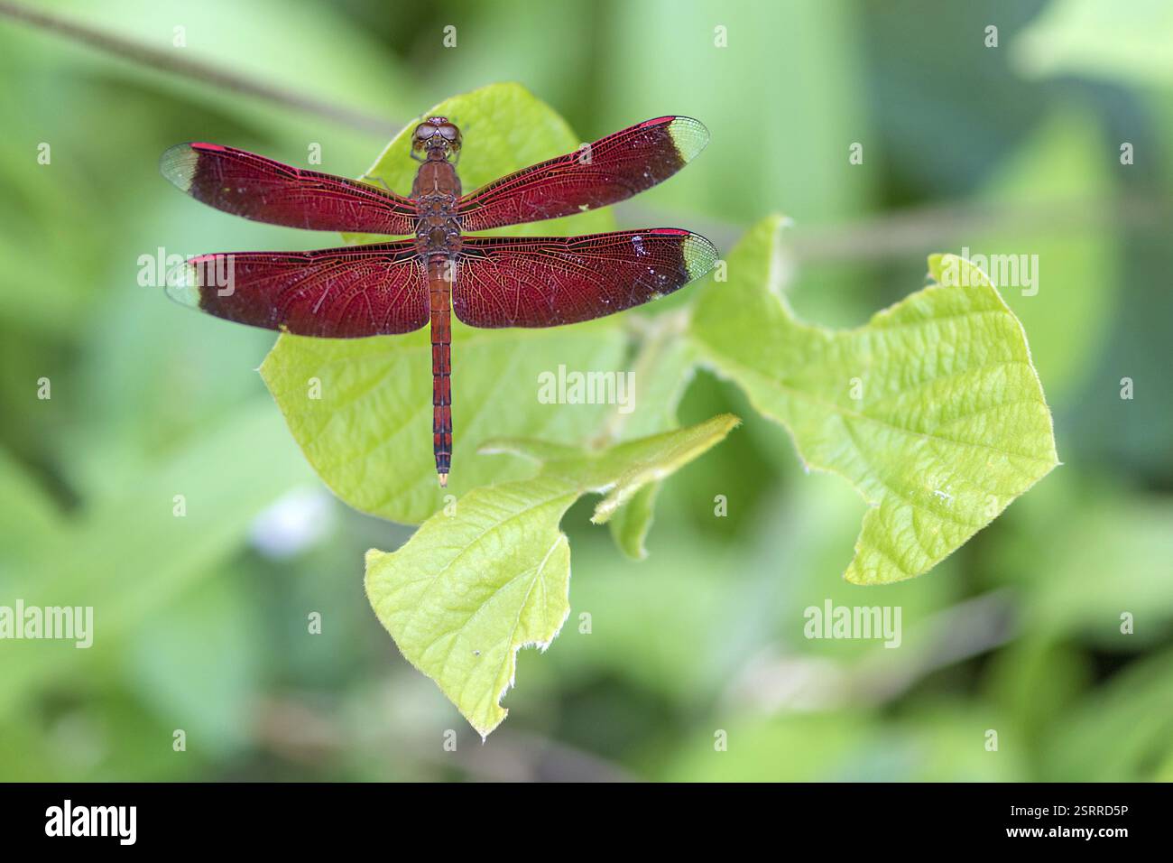 Animals, Insects, Dragonflies, Red Dragonfly, (Neurothemis ramburii ...
