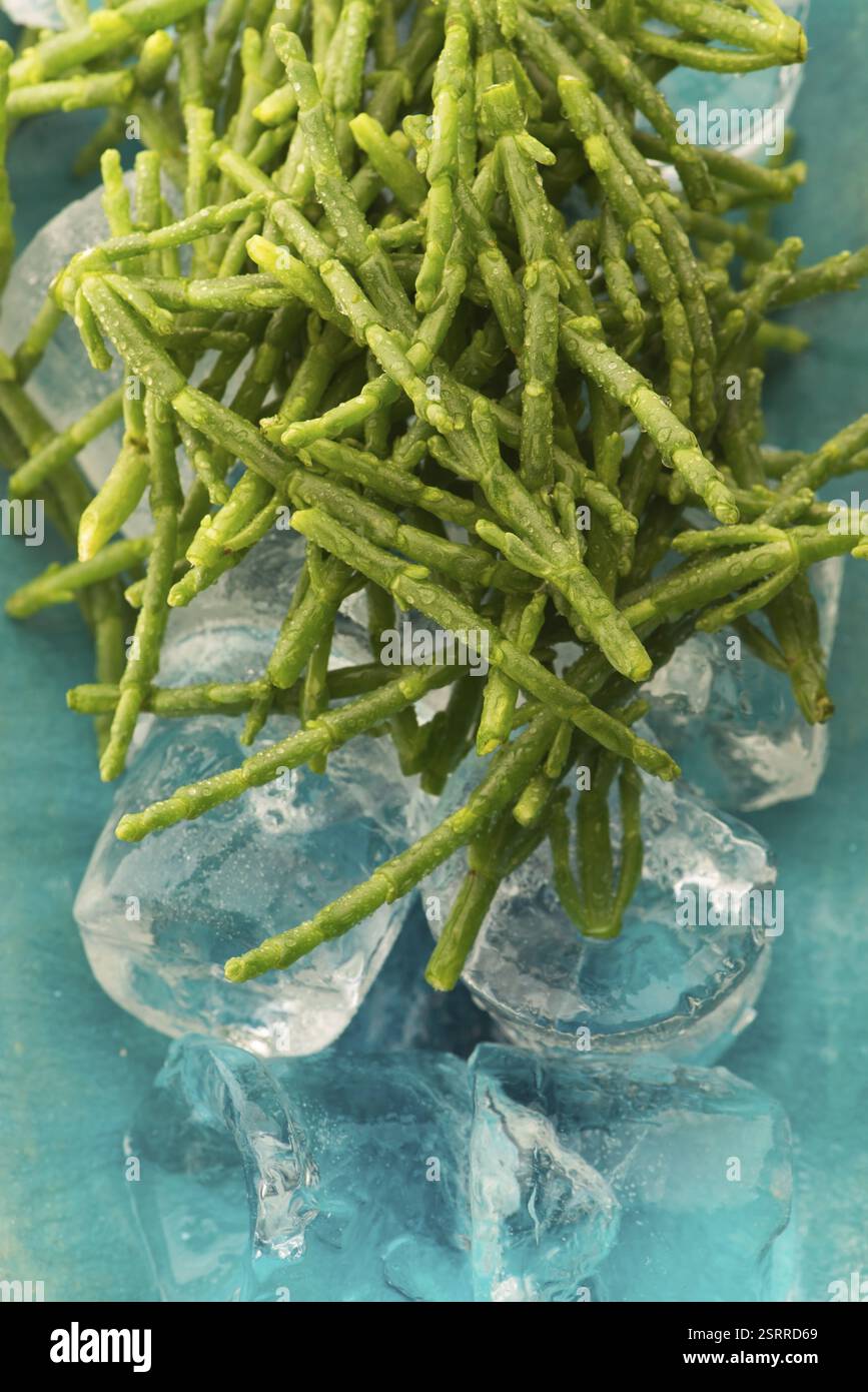 Marsh Samphire or Common Glasswort Salicornia europaea Stock Photo - Alamy