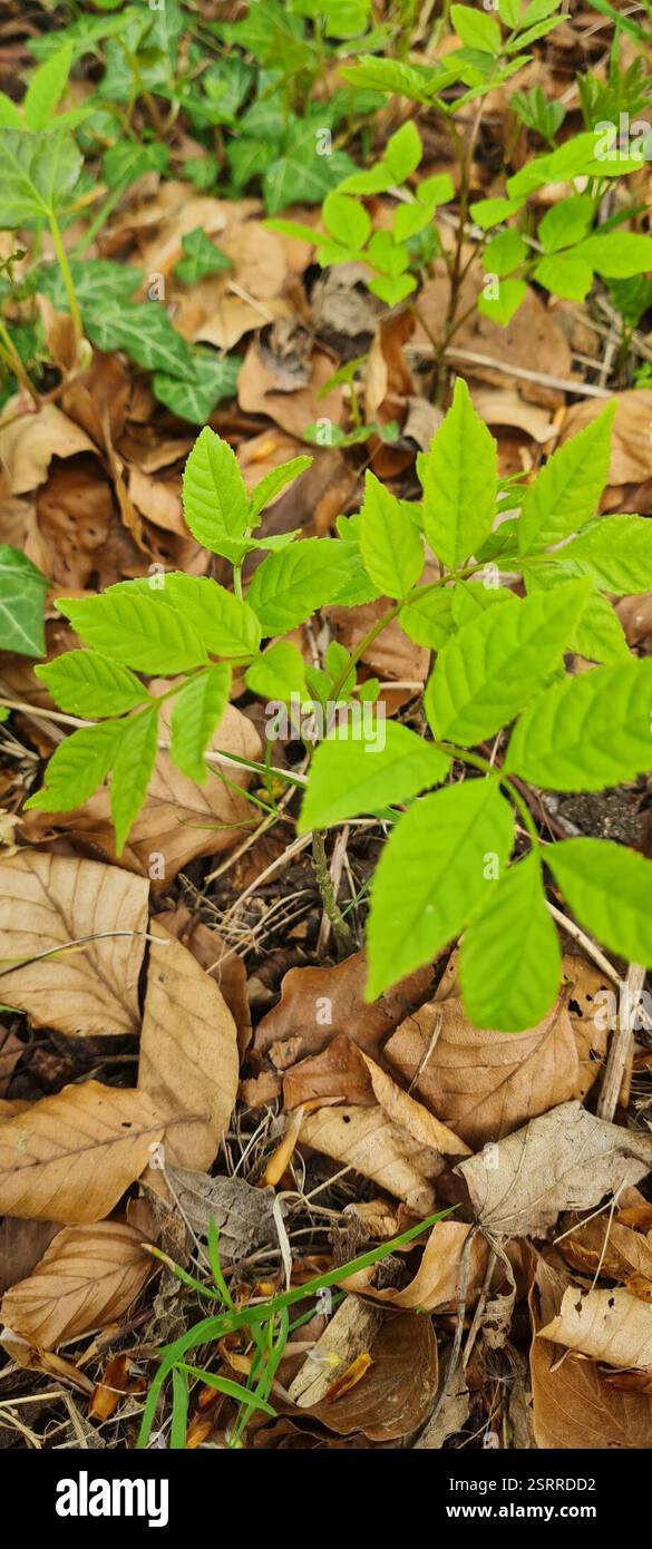 European ash (Fraxinus excelsior), Plantae, Aisin Seiki, Brighton BN1 ...