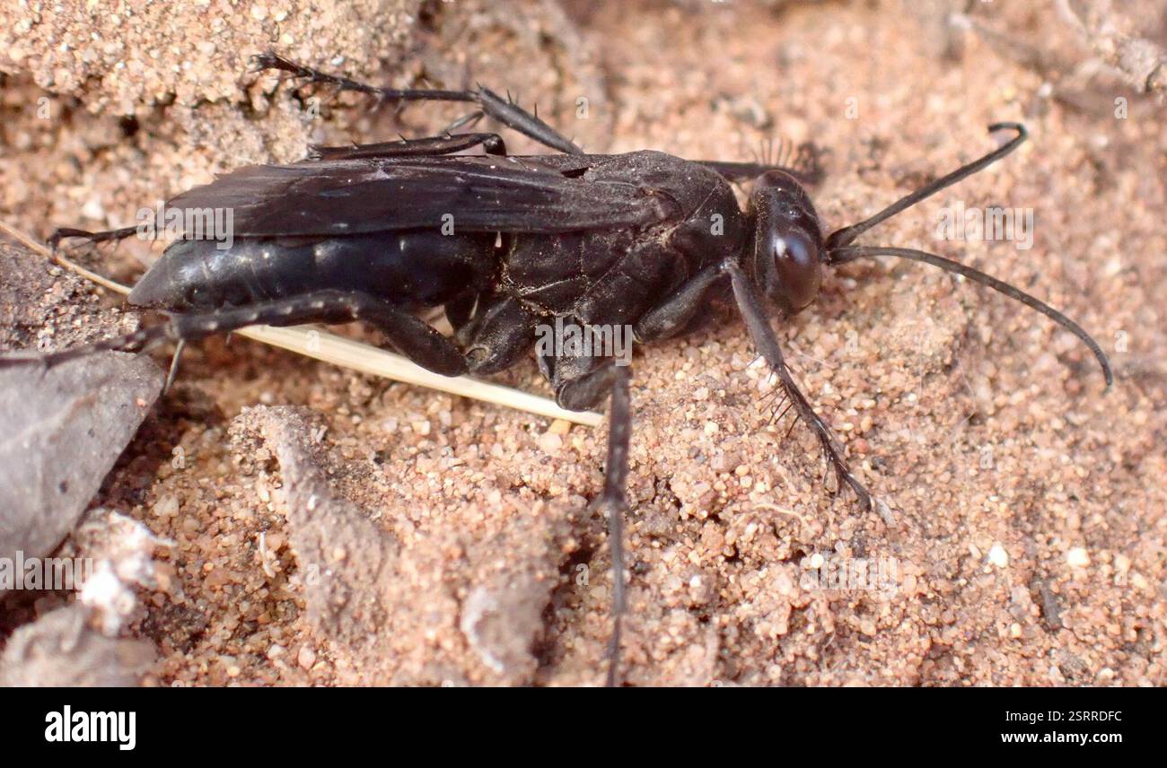 Spider Wasps (Pompilidae), Insecta, Ounagha, Marrakesh-Safi, MA Stock ...