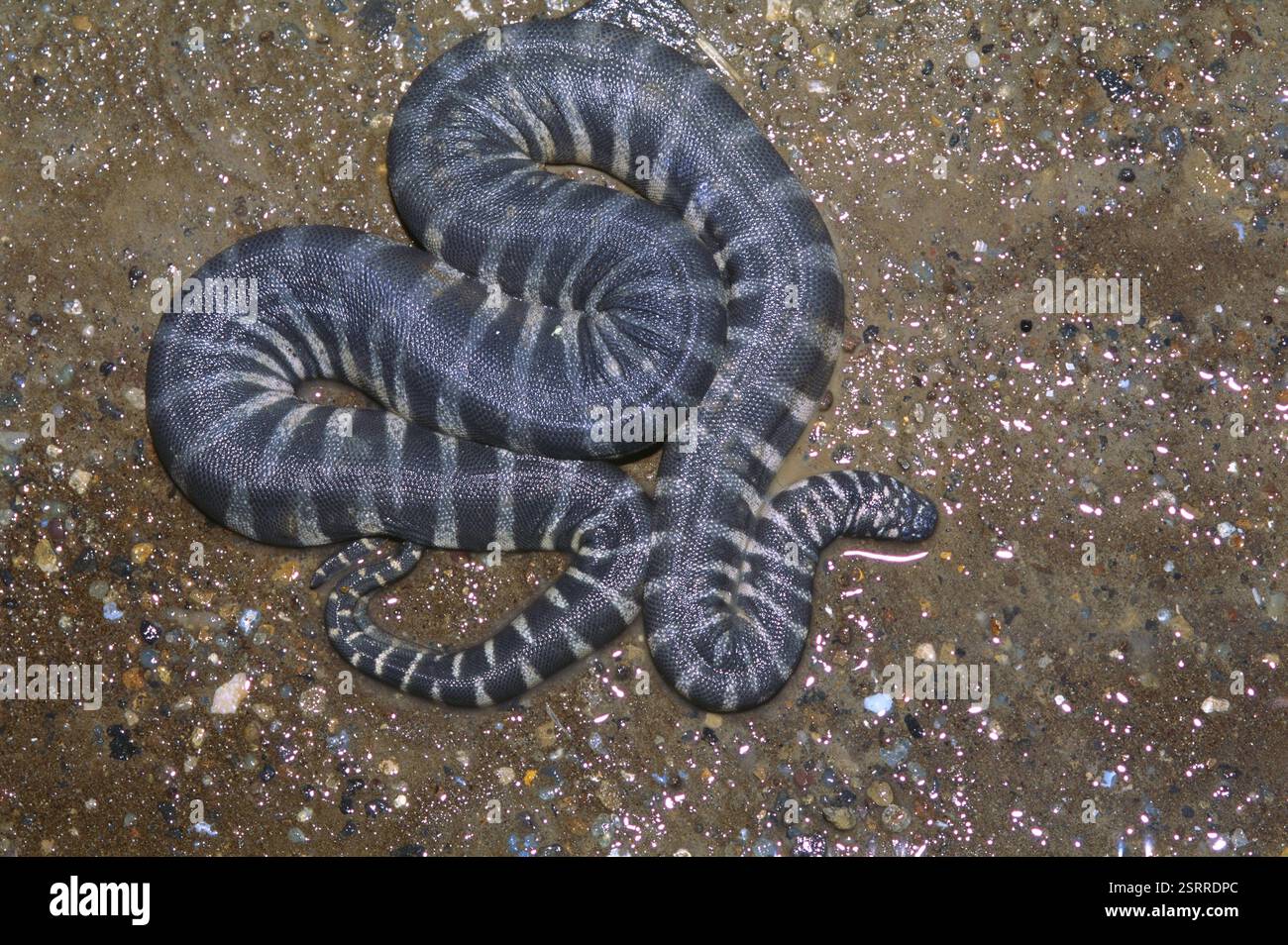 Indian wart snake hi-res stock photography and images - Alamy
