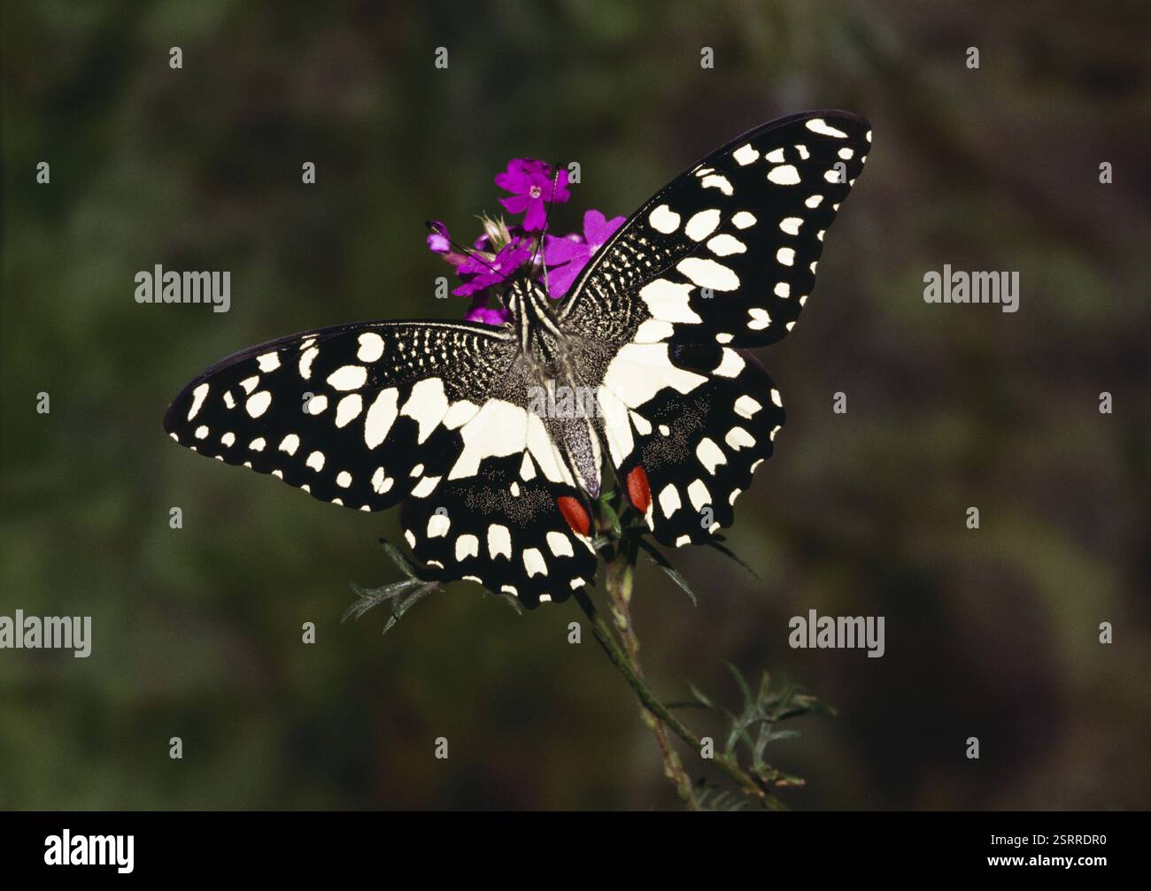 Insects, common lime butterfly hypolimnas misippus, India, Asia Stock ...