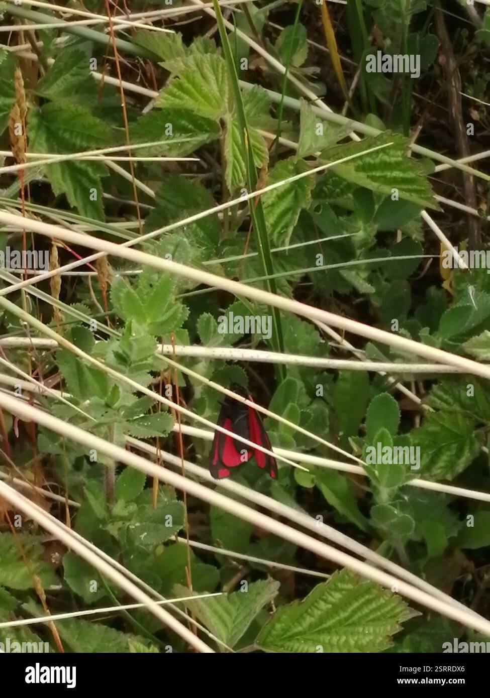 Cinnabar moth (Tyria jacobaeae), Insecta, Hightown, Liverpool L38 3RB ...