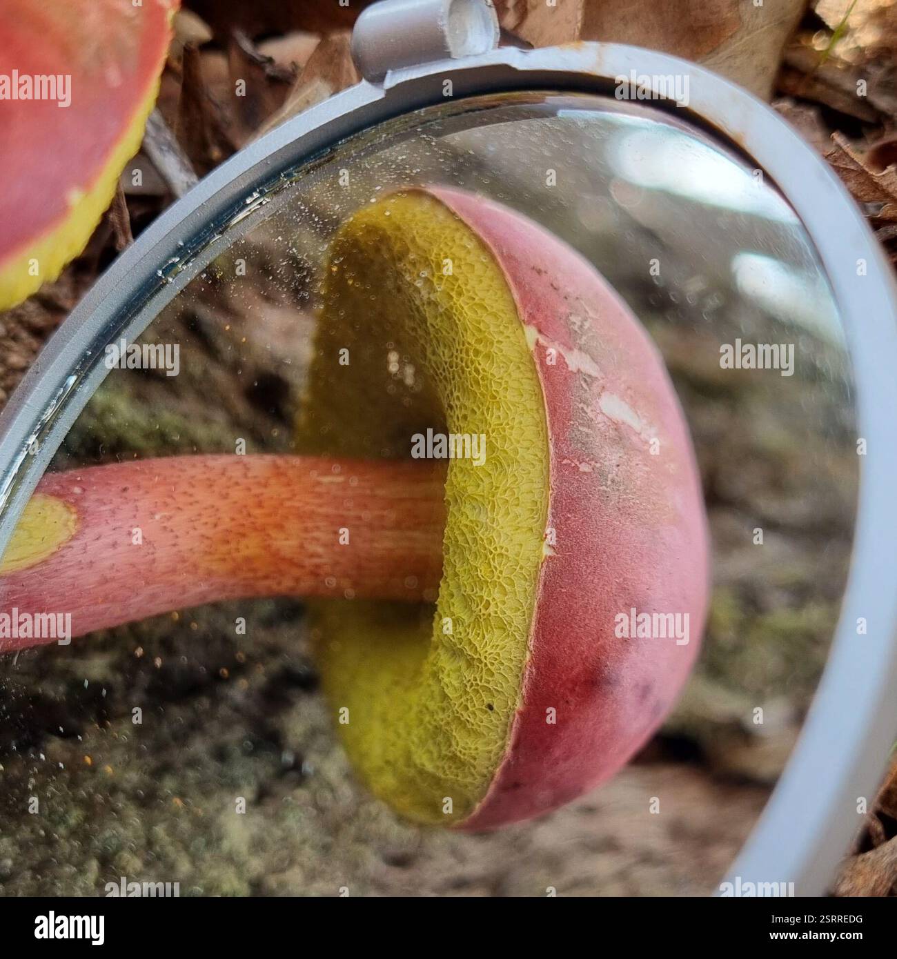 rhubarb bolete (Boletellus obscurecoccineus), Fungi, Burrowye Stock ...